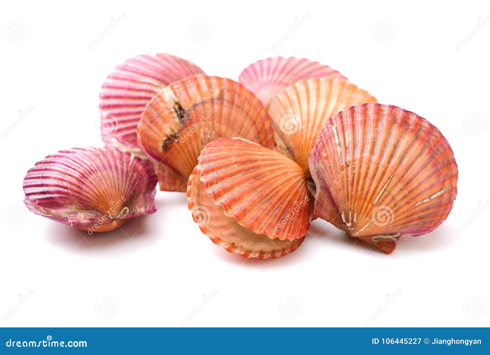 Raw scallop shell stock image. Image of ocean, crustacean - 106445227