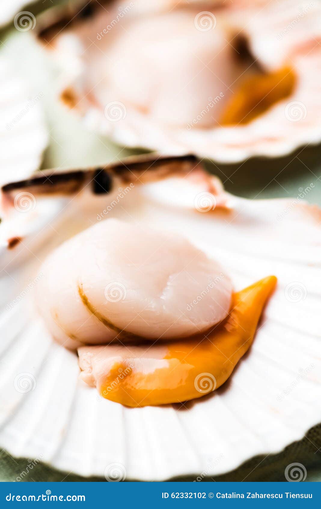 Raw scallops stock photo. Image of cloth, luxury, shell - 62332102