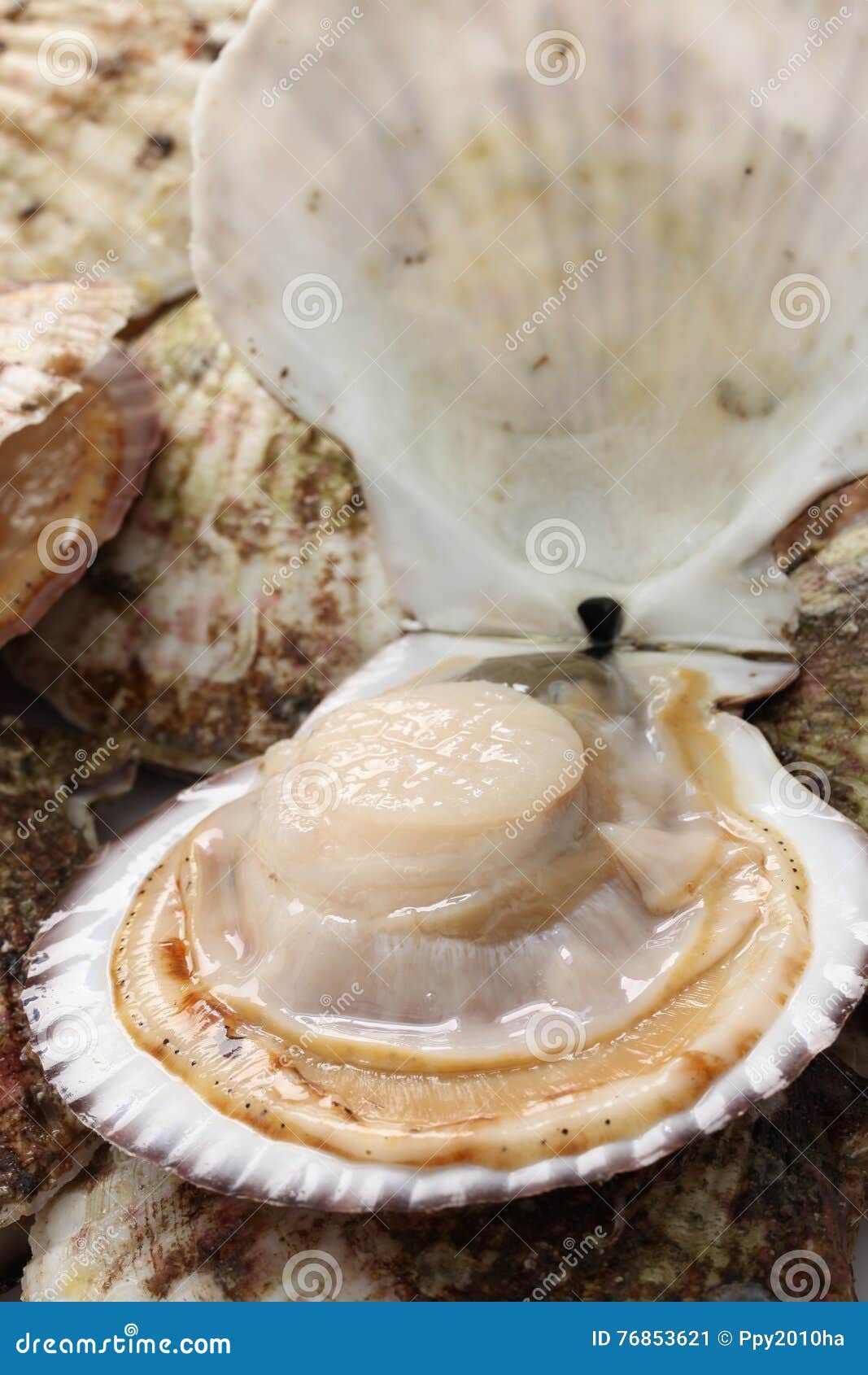 Raw scallops, opened shell stock image. Image of seafood - 76853621