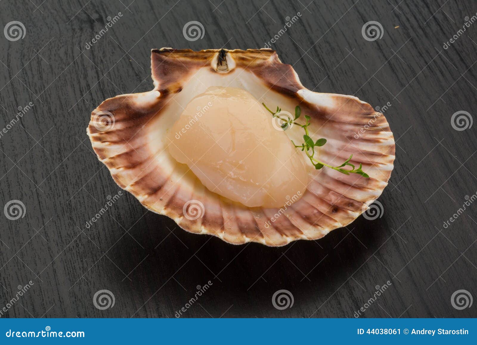 Raw scallops stock image. Image of seafood, open, shell - 44038061