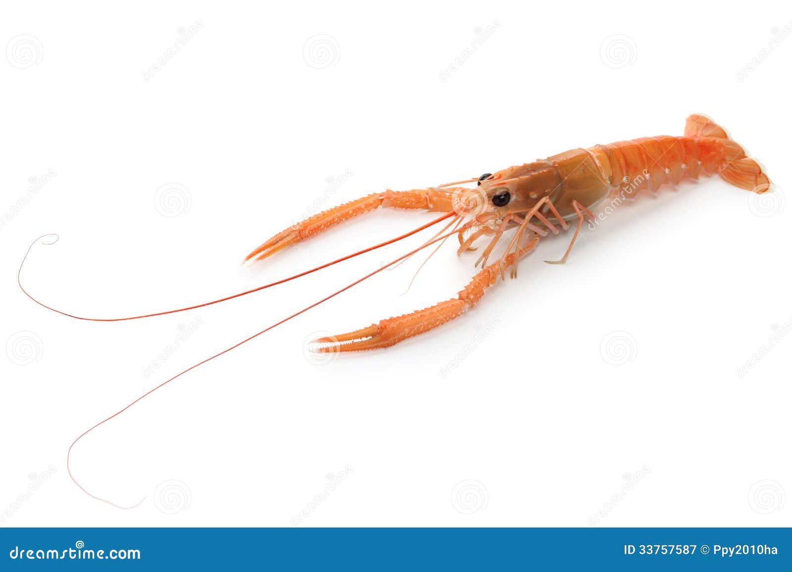 8,842 Shellfish Scampi Stock Photos - Free & Royalty-Free Stock Photos ...