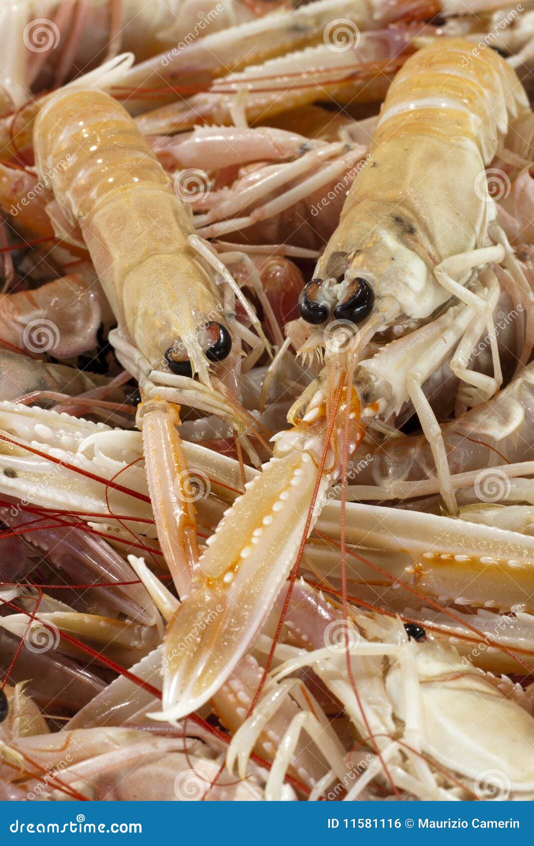 Raw Scampi, large Shrimp stock photo. Image of water - 11581116