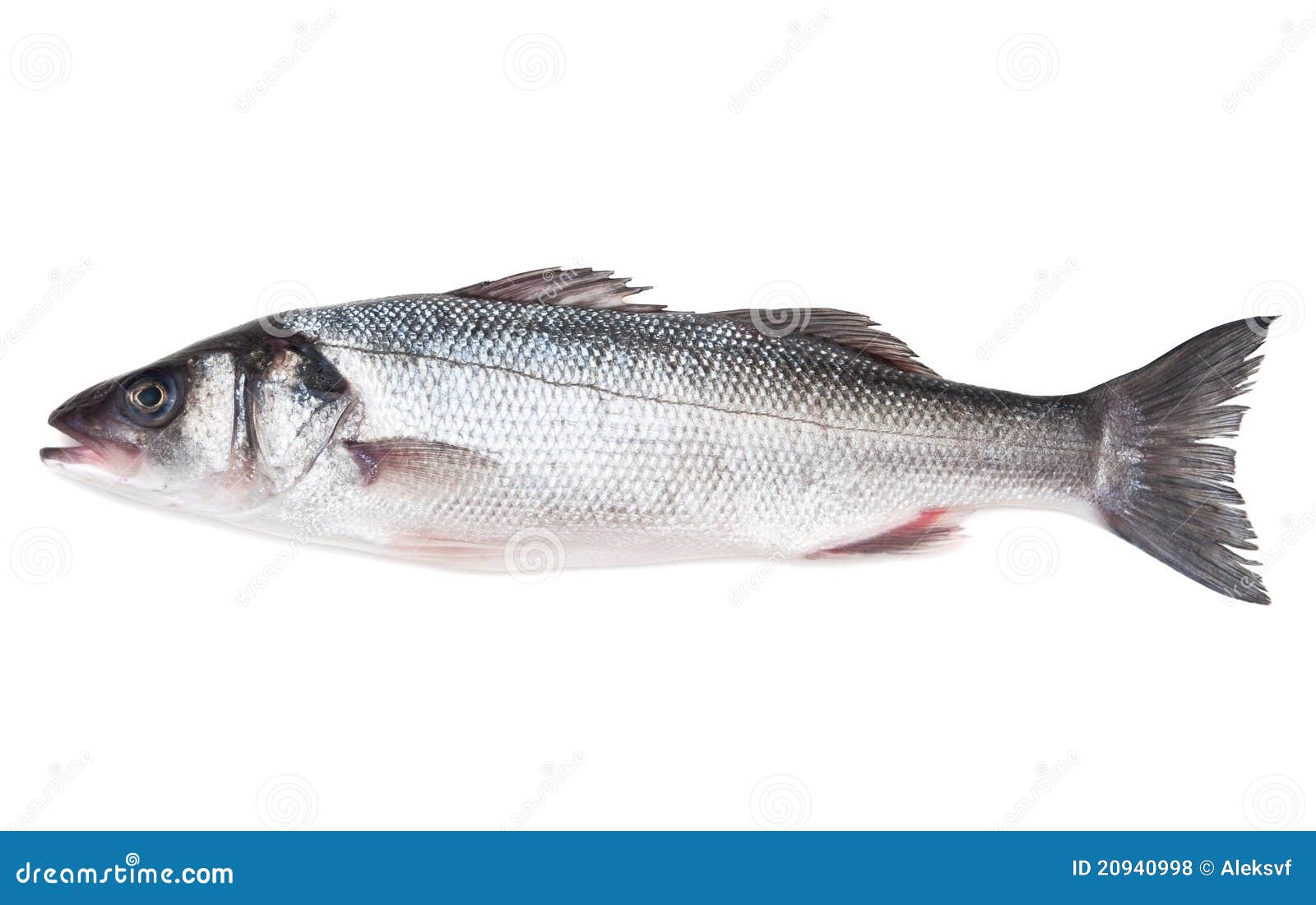 Raw sea bass stock photo. Image of alimentazione, healthy - 20940998