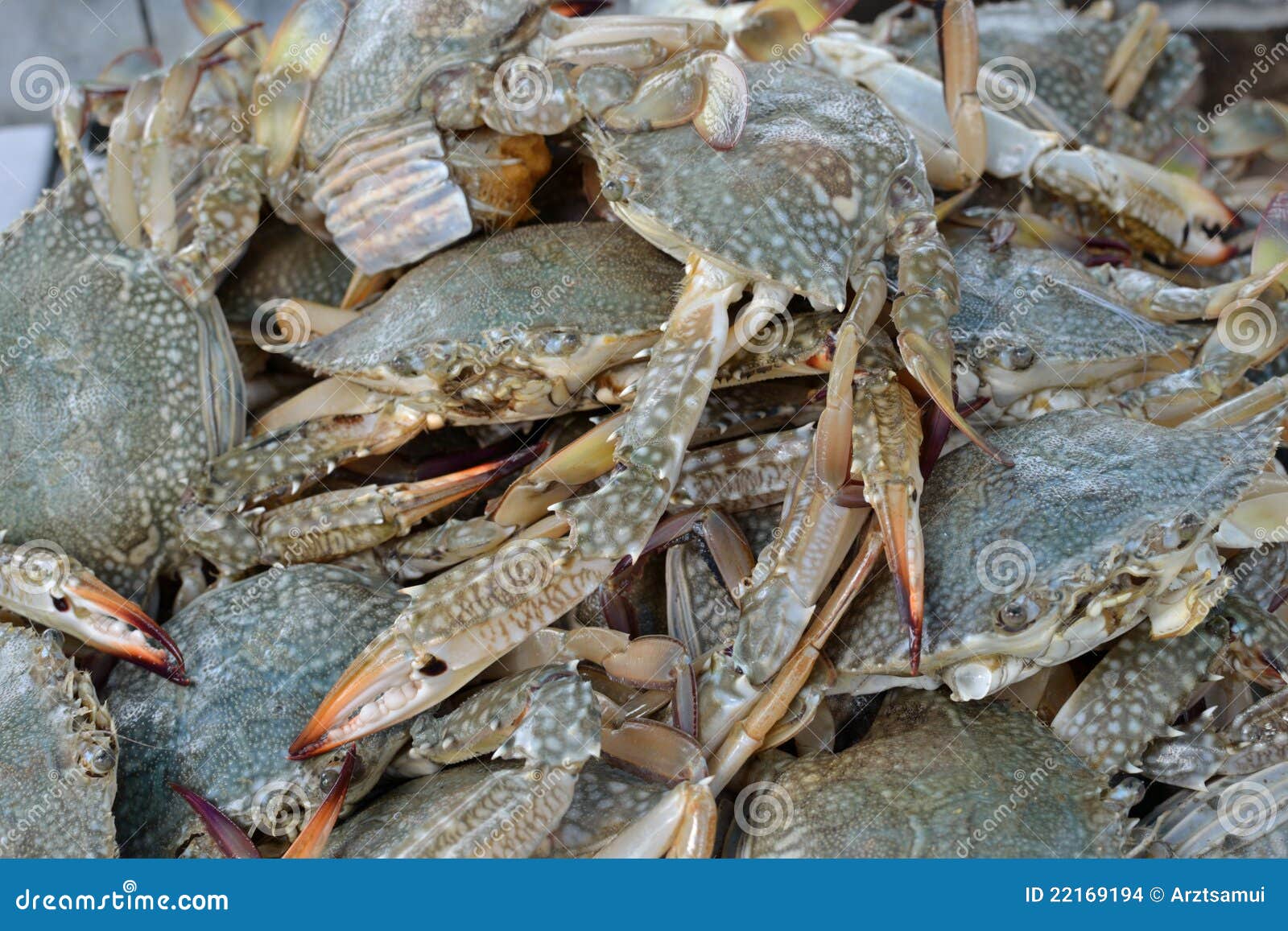 Raw sea food stock photo. Image of marineproducts, nature - 22169194