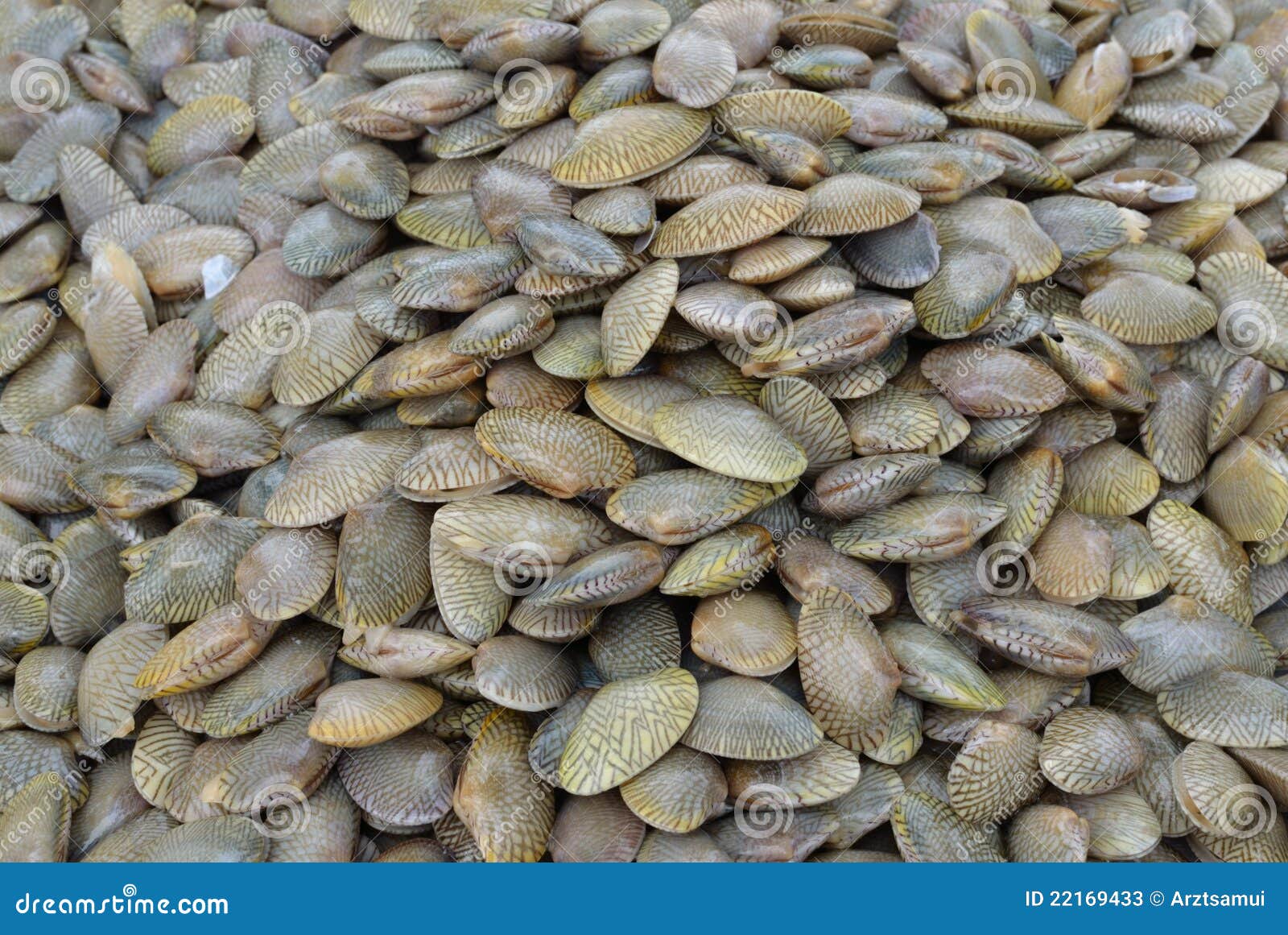 Raw sea food stock image. Image of tasty, plate, crustacean - 22169433