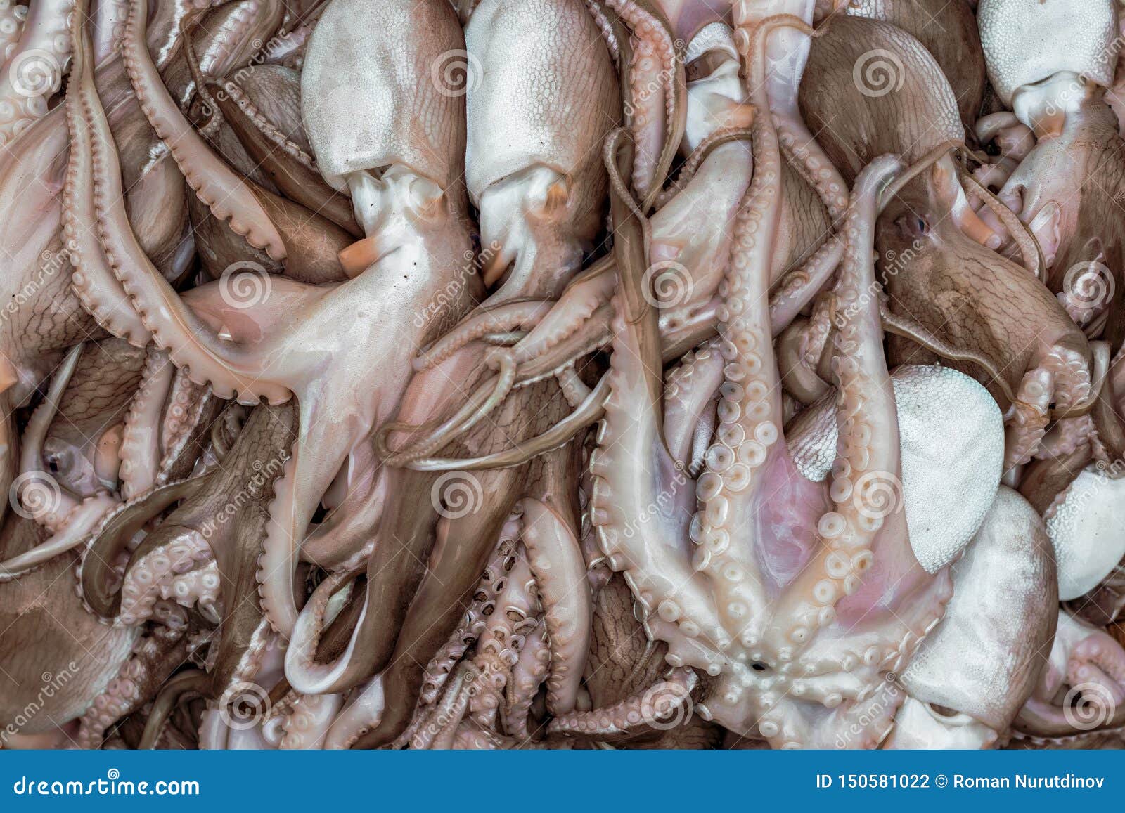 Raw Sea Octopus Lie on Each Other Stock Photo - Image of nutrition ...