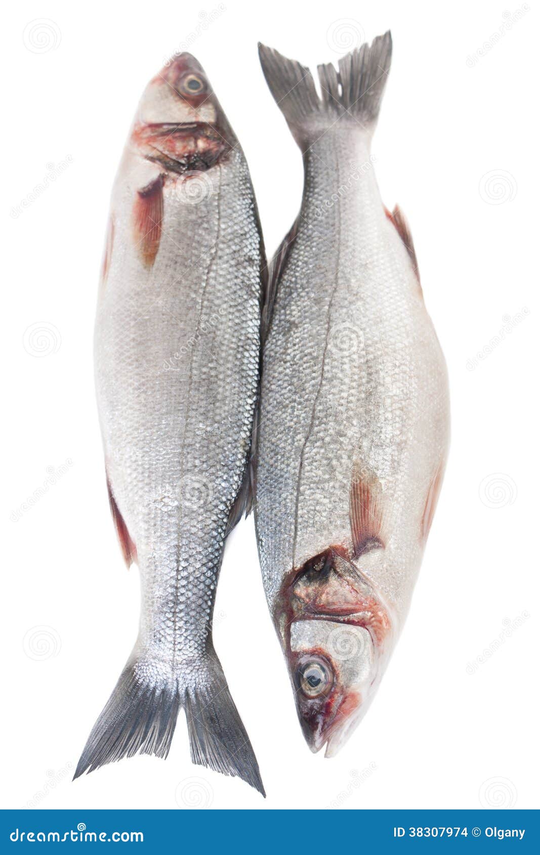 Raw Seabass Fish Isolated stock photo. Image of preparation - 38307974
