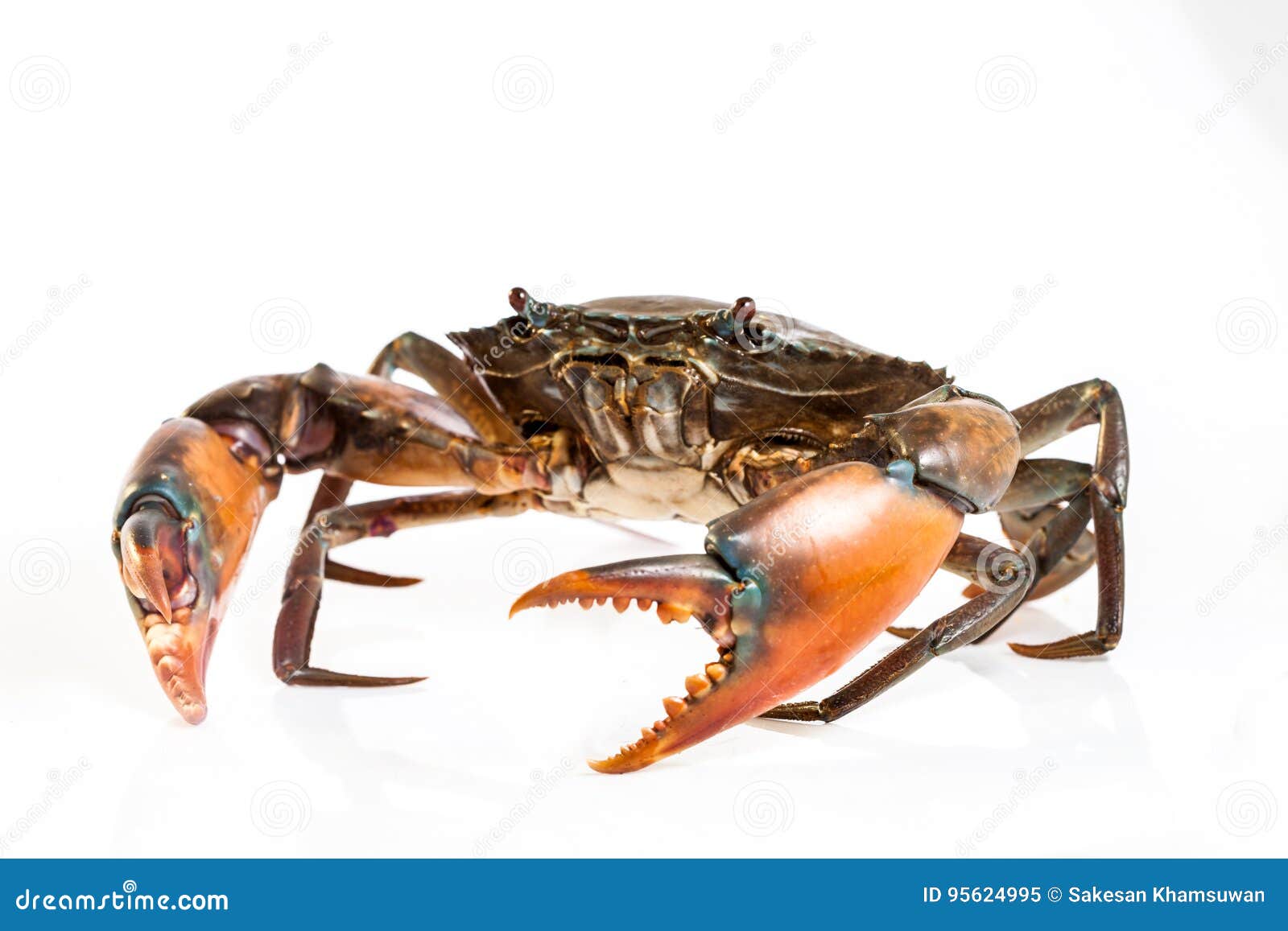 Serrated Mud Crab, Mangrove Crab, Black Crab, Giant Mud Crab A Sea Crab ...