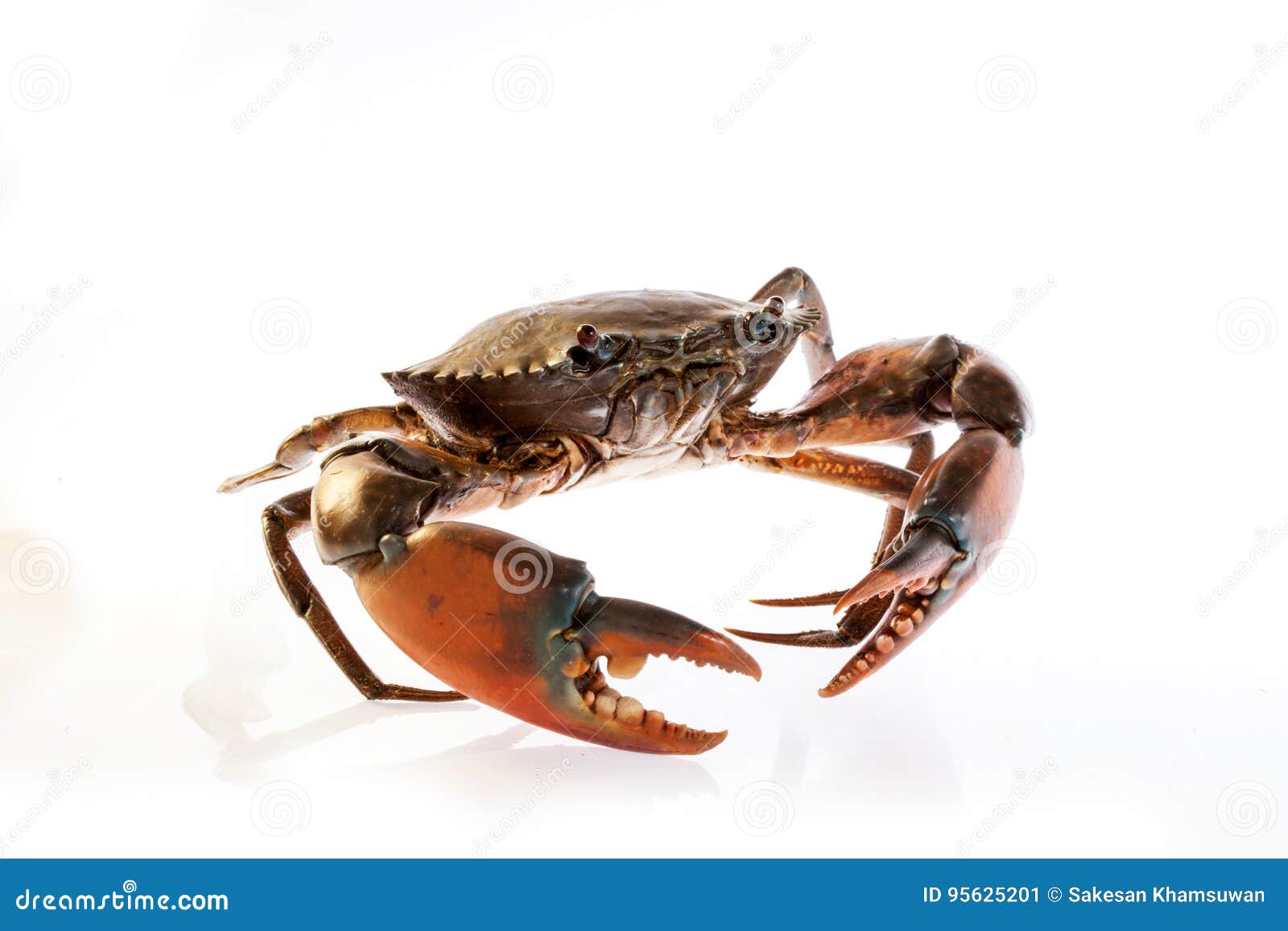 Serrated Mud Crab, Mangrove Crab, Black Crab, Giant Mud Crab A Sea Crab ...