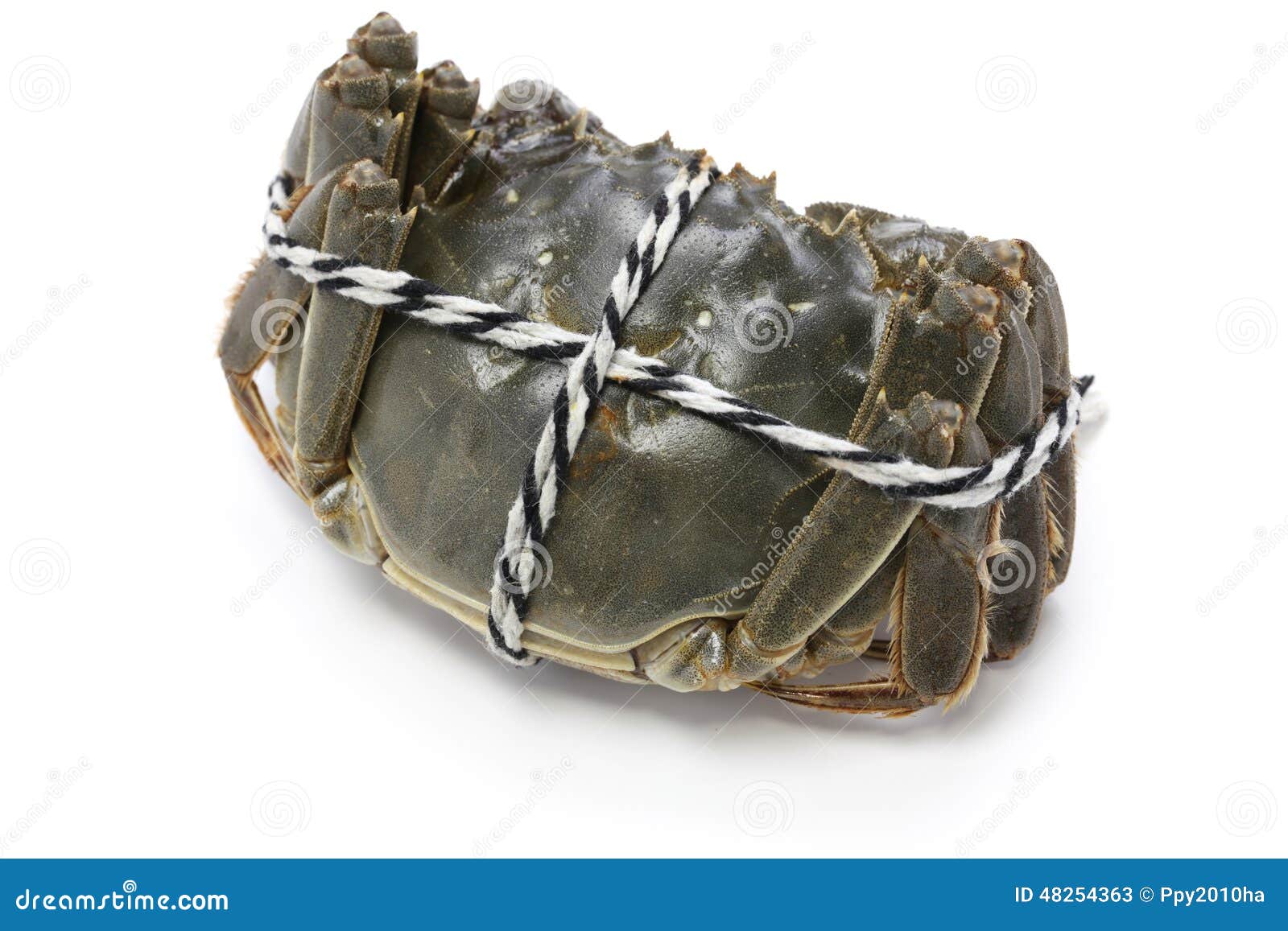 Raw Shanghai Hairy Crabs(female) Stock Image - Image: 48254363