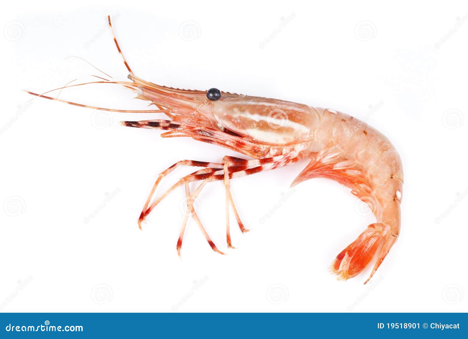 Live Pink Shrimp