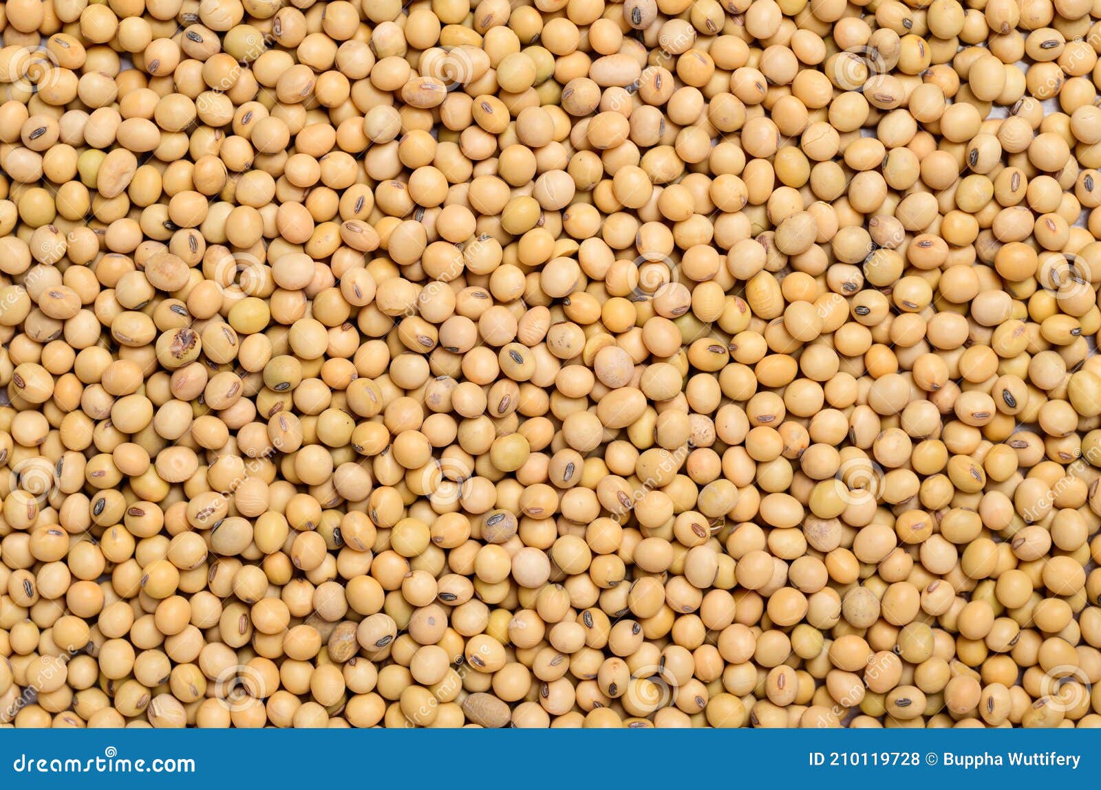 Soybean Seeds Isolated On White Background Stock Photo | CartoonDealer ...