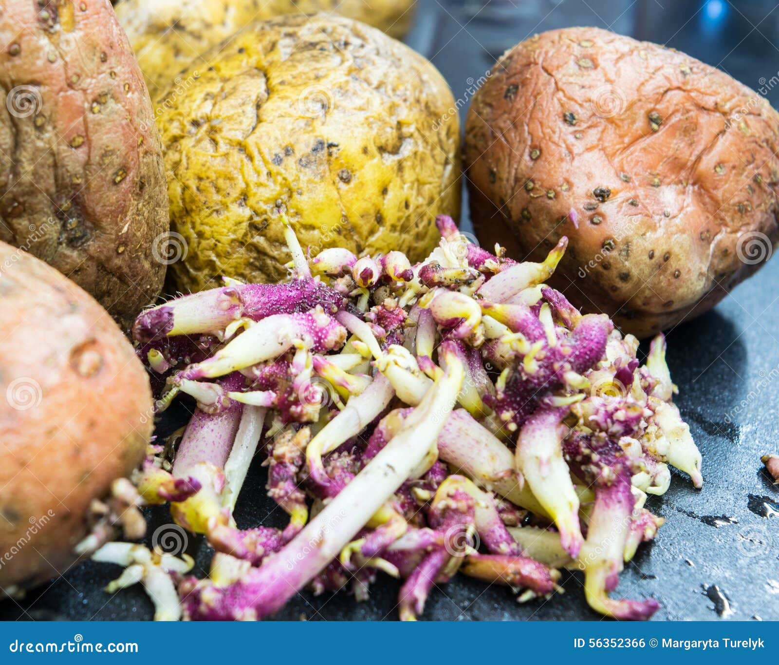 Raw Sprouting Potatoes on the Table Stock Photo - Image of ingredients ...