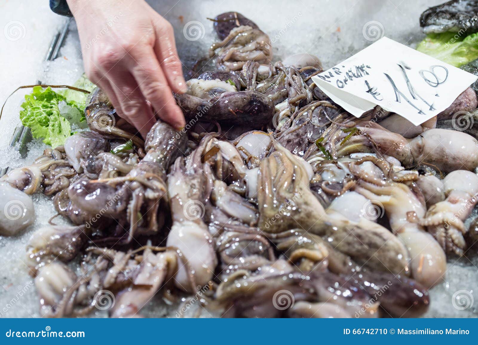 Raw squid in fish stock photo. Image of squid, tentacle - 66742710