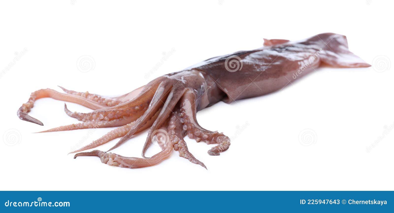 Raw Squid on White. Fresh Seafood Stock Image - Image of delicatessen ...