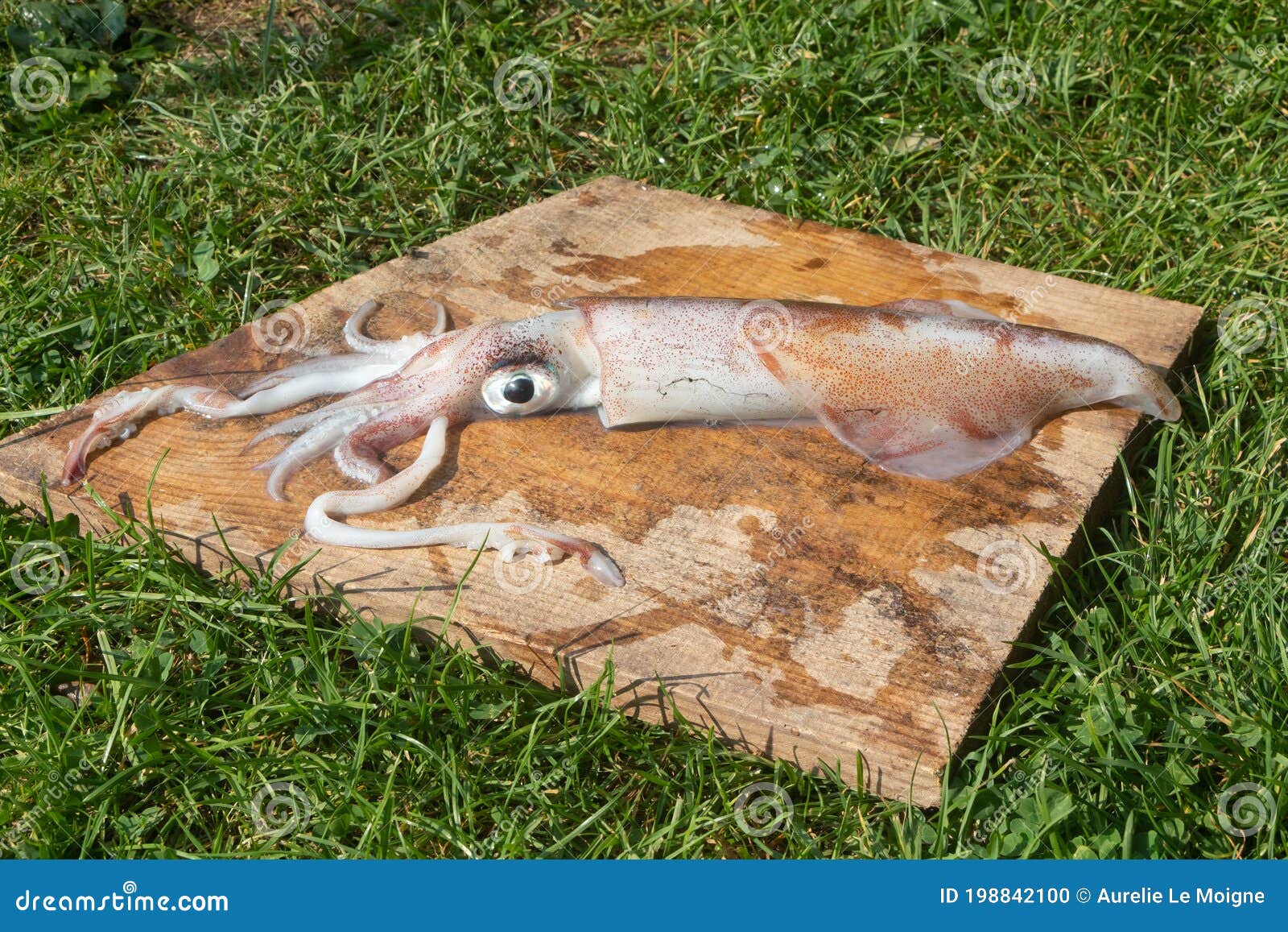 Raw squid stock photo. Image of squid, cephalopod, loligo - 198842100