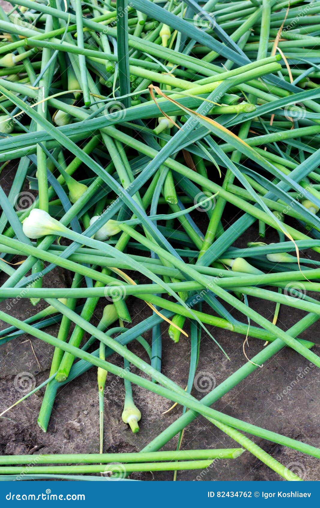 Raw stalks of garlic stock photo. Image of organic, harvesting - 82434762