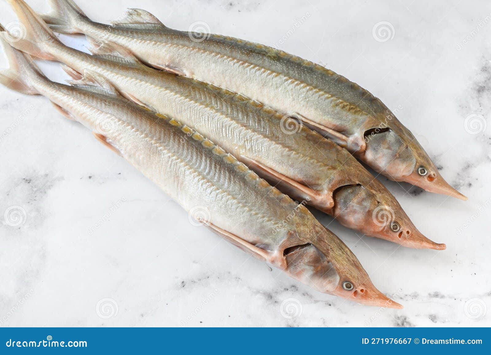 Raw Sterlet Fish on a Light Background before Cooking Stock Image ...