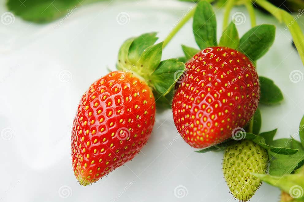 Raw strawberry stock image. Image of fruit, gardening - 22424897