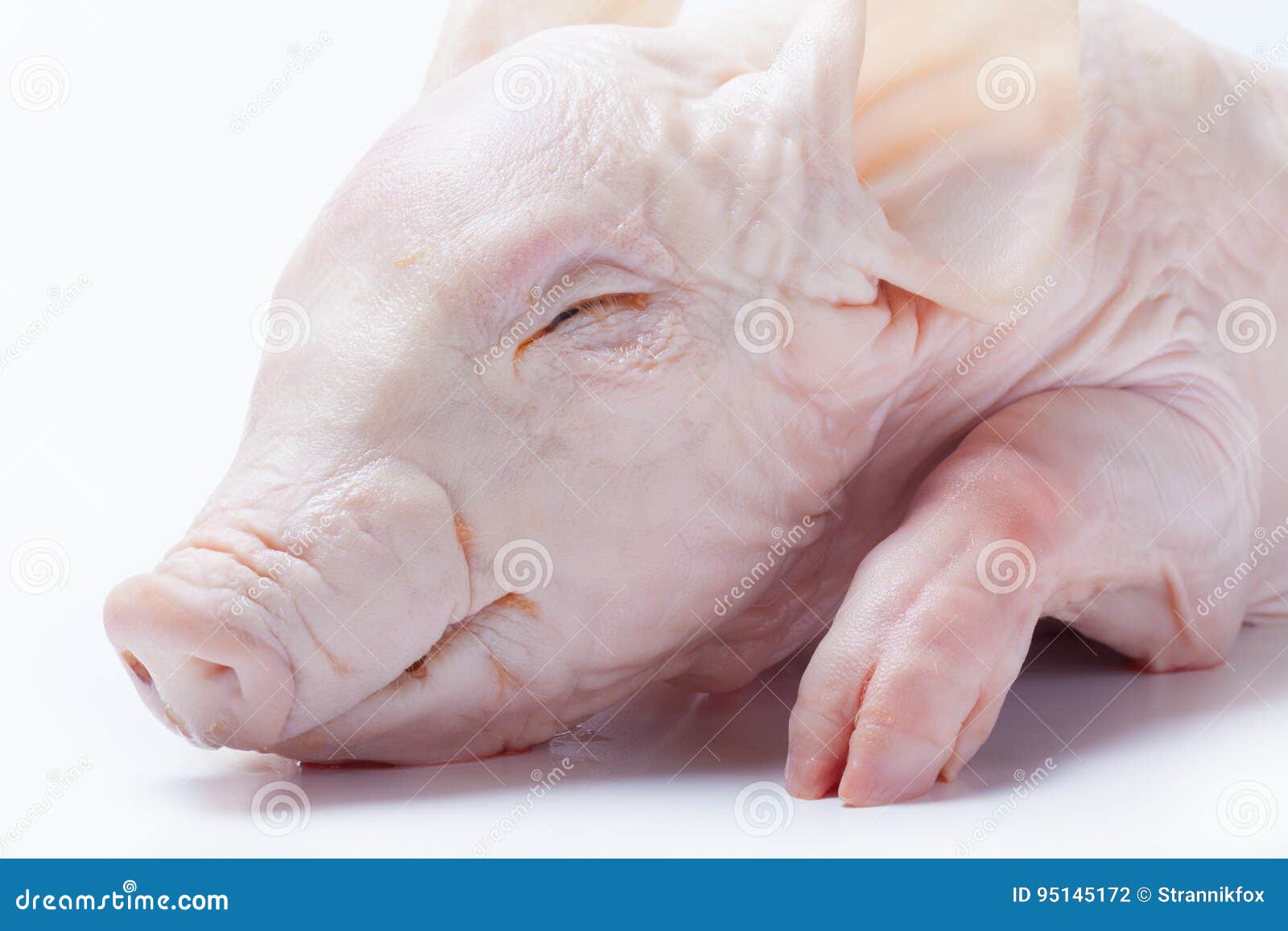 Raw Suckling Pig on a Light Background. Selective Focus Stock Photo ...