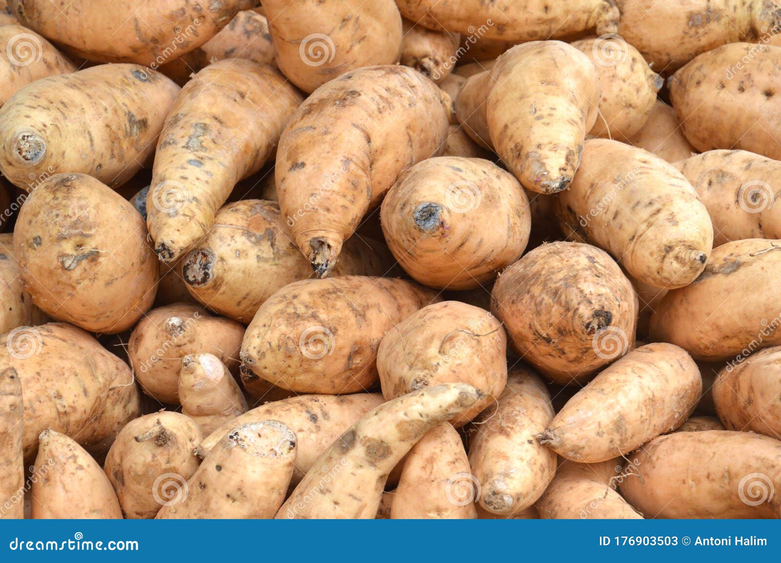Yam stock image. Image of detail, harvest, crop, market - 176903503