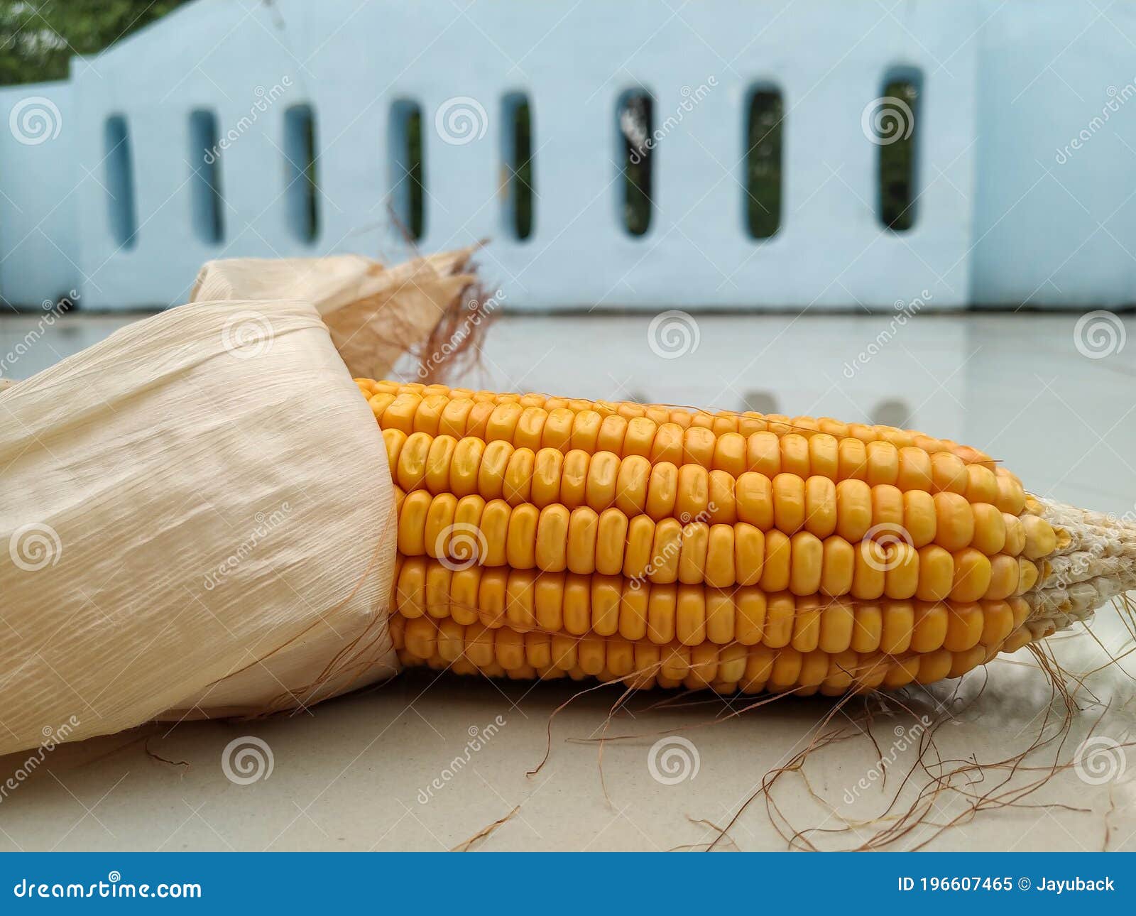 Raw Sweet Corn on the Ground Side View Stock Image - Image of botanical ...