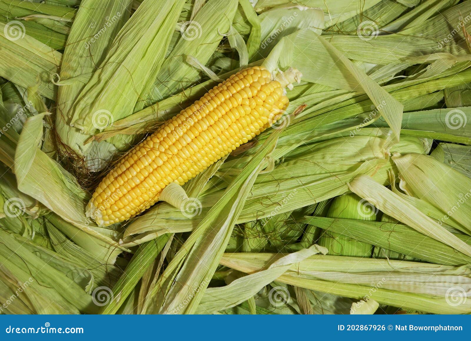 Raw Sweet Corn on Husk Background Stock Photo - Image of farm, golden ...