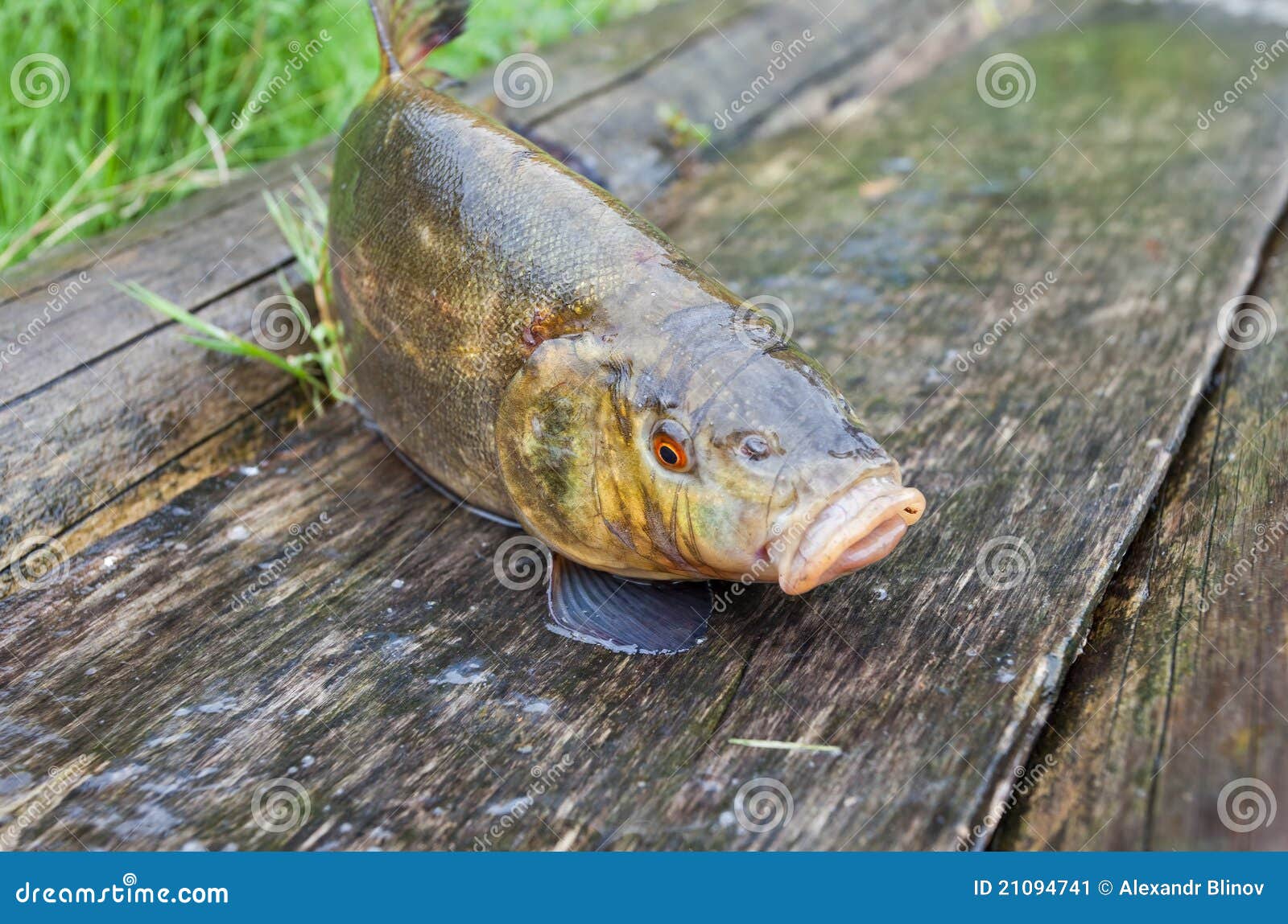 Raw tench stock image. Image of swimming, yellow, golden - 21094741