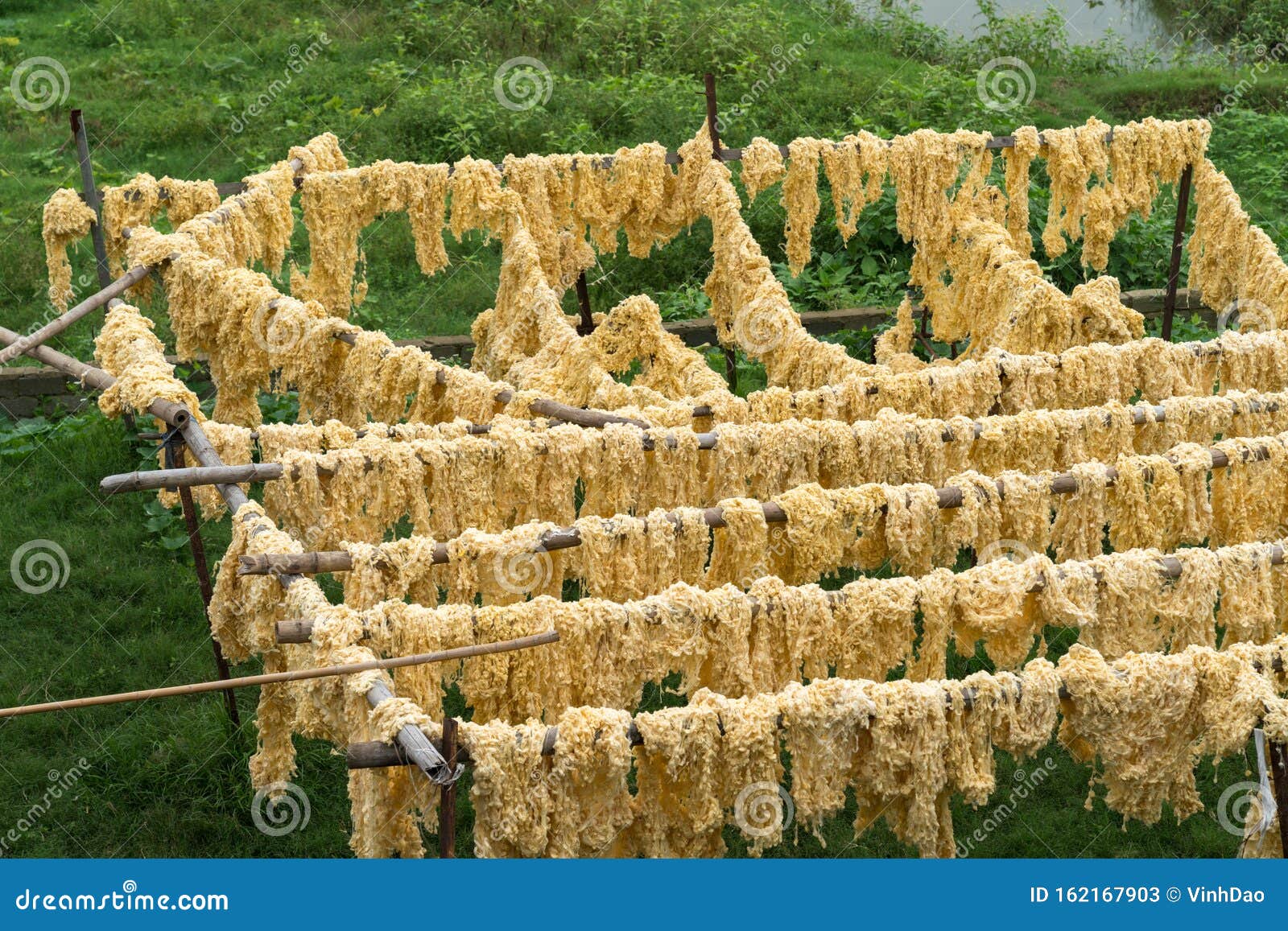 Raw of Threads Extracted from the Cocoon of the Silkworm Drying Outdoor ...