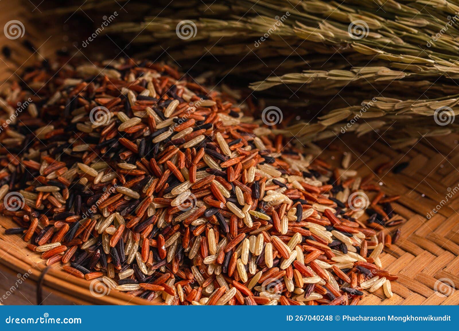 Raw Three Color Jasmine Rice.Thai Rice Grains Stock Photo - Image of ...