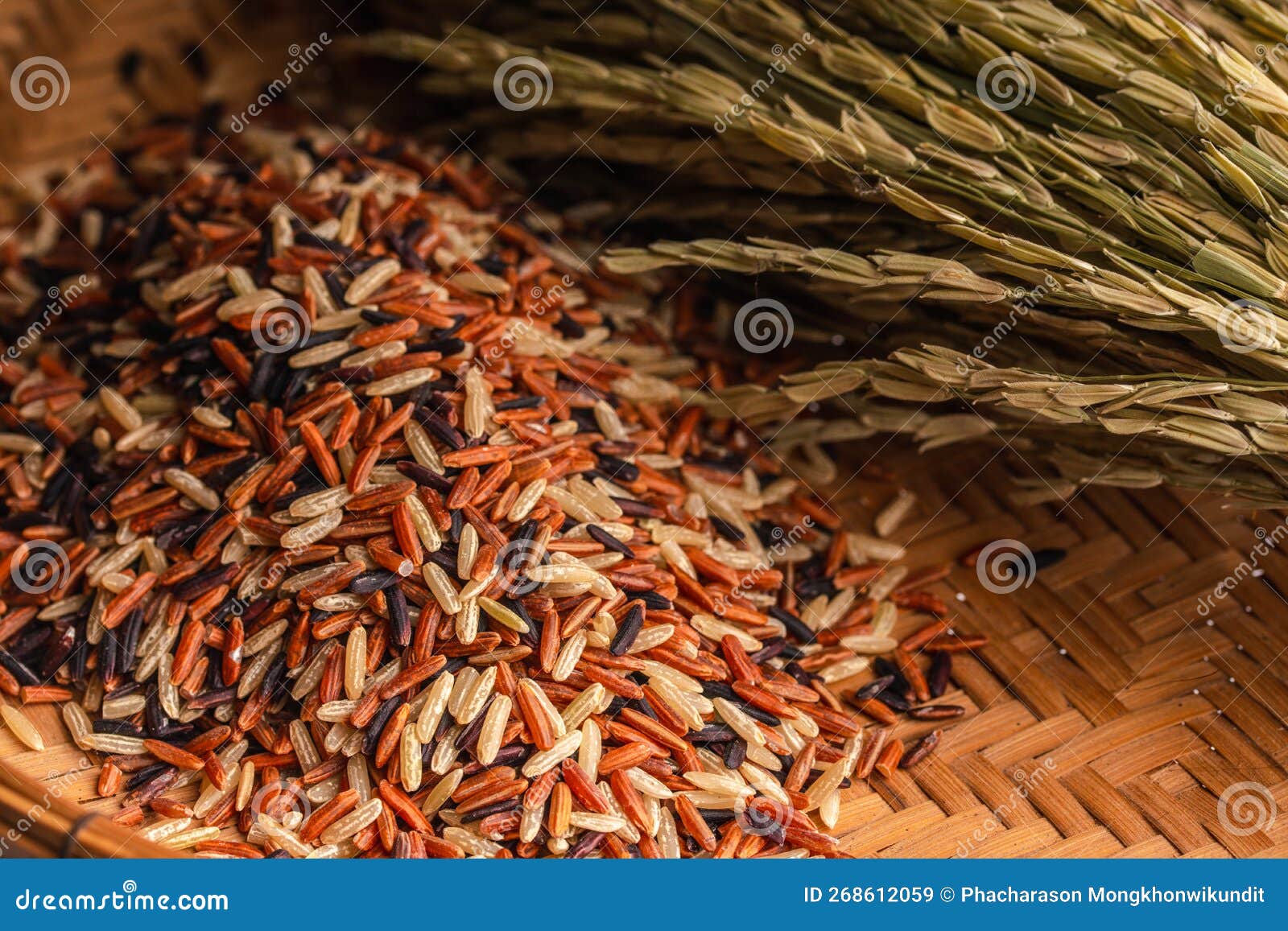 Raw Three Color Jasmine Rice.Thai Rice Grains Stock Image - Image of ...