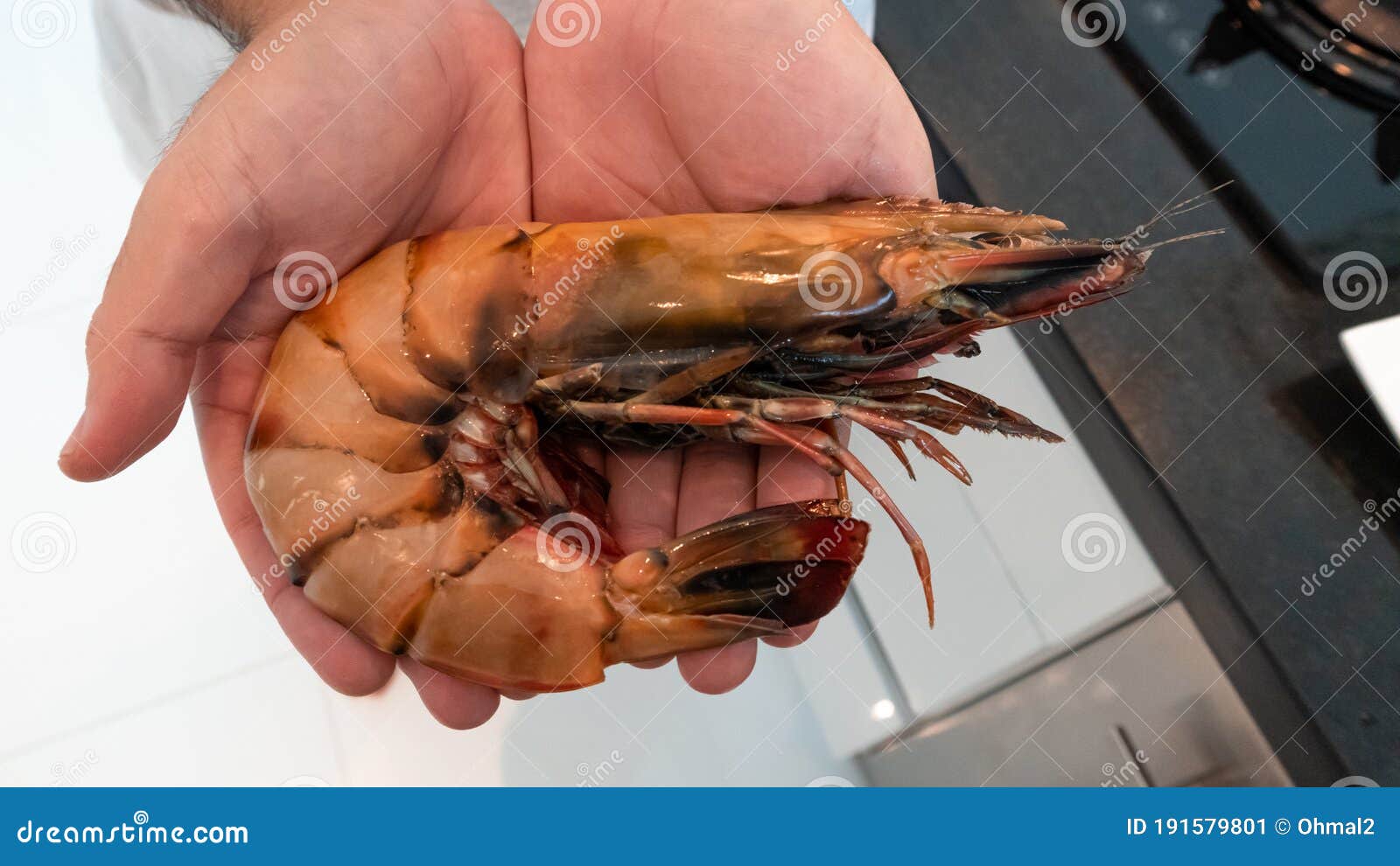 Raw Tiger Prawn Compared with Human Hand Stock Image - Image of dinner ...