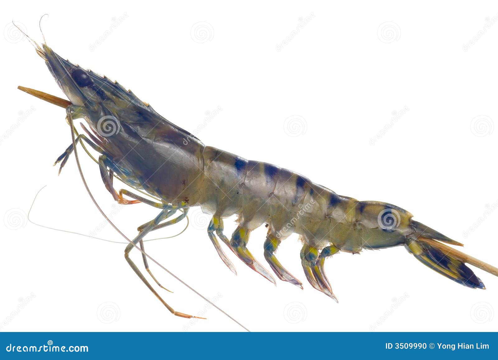 Raw Tiger Prawn, Shrimp, With Claw, Ingredient Of Tom Yum Goong ...