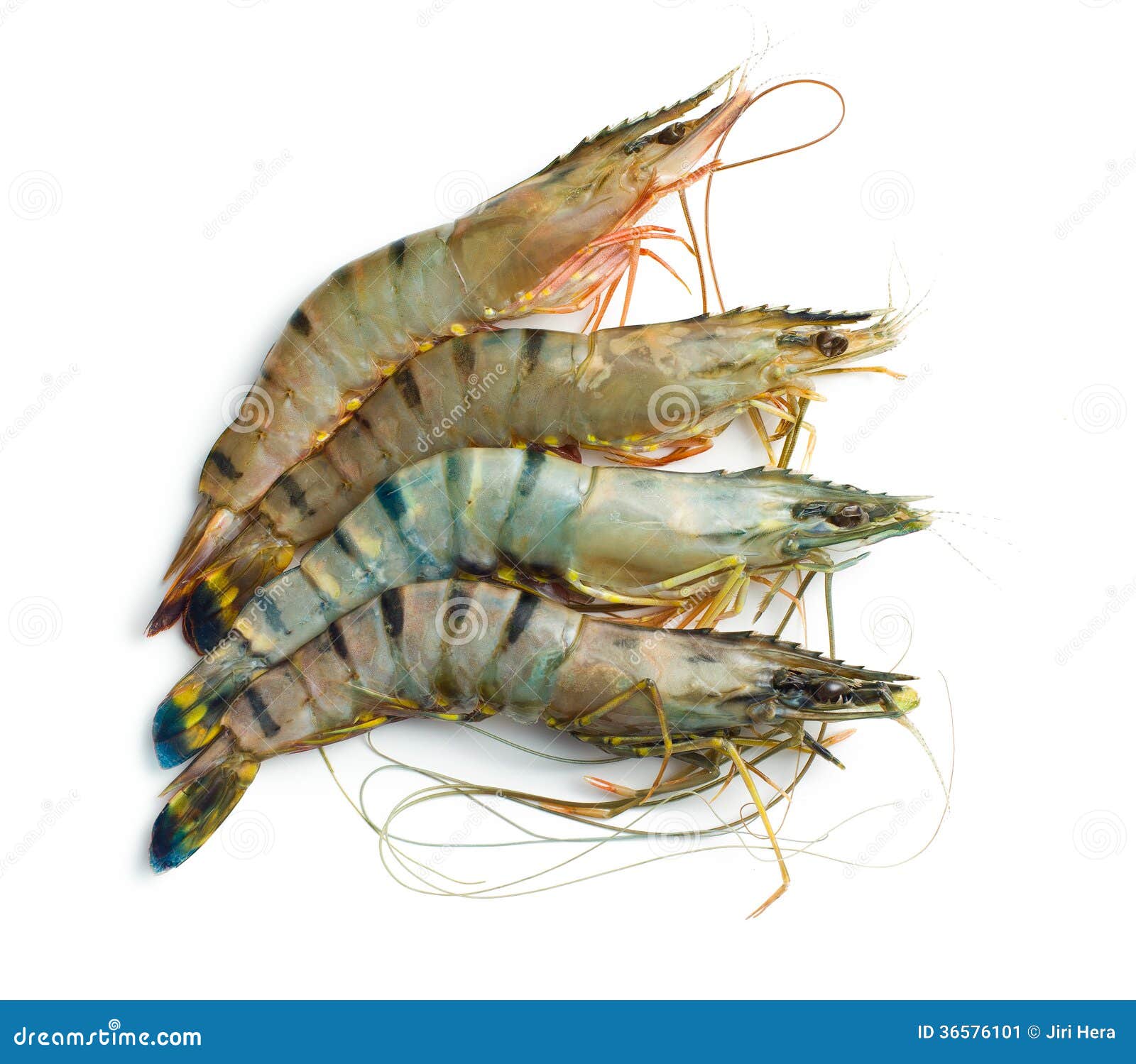 Raw tiger shrimps stock image. Image of meal, white, shell - 36576101