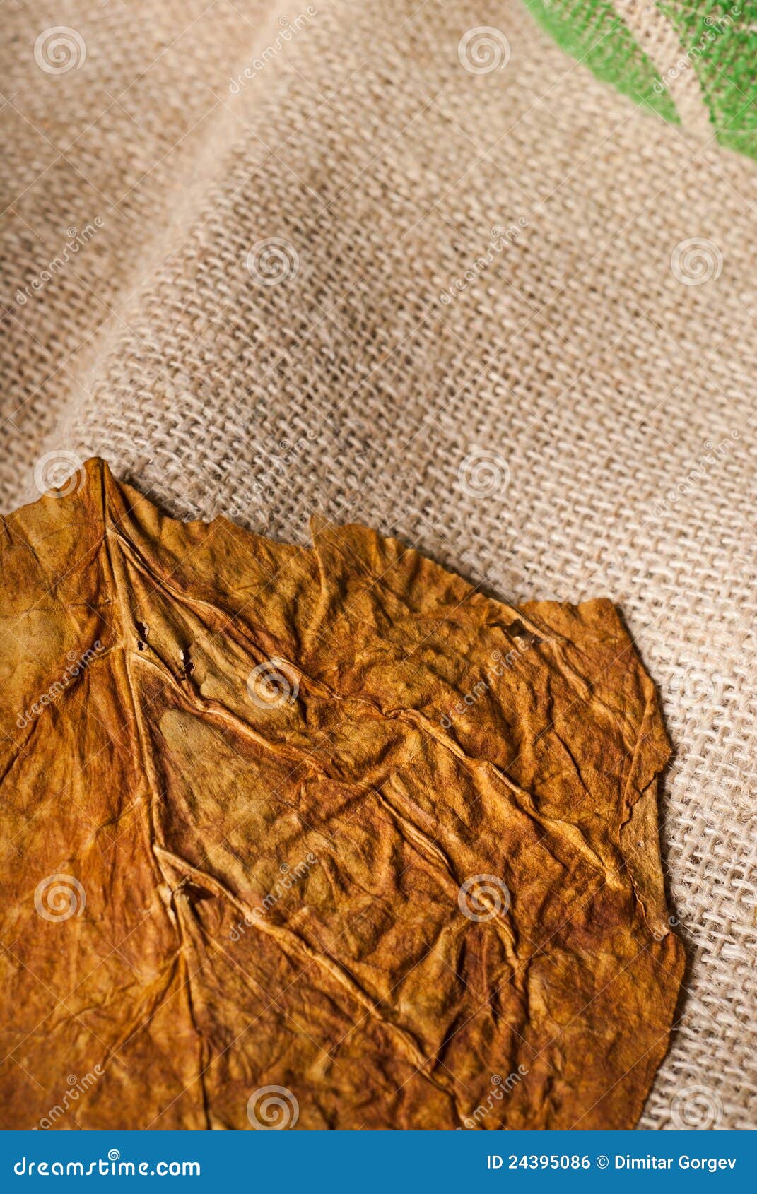 Raw tobacco stock photo. Image of harvest, color, macro - 24395086