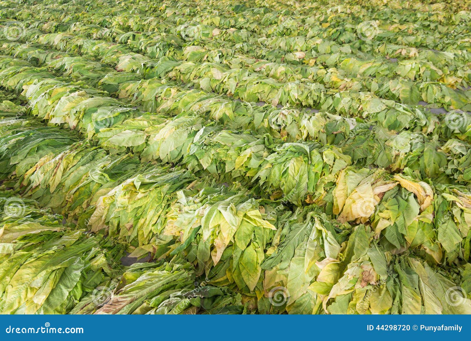 Raw Tobacco Leaf from Garden Stock Photo - Image of harvest, factory ...