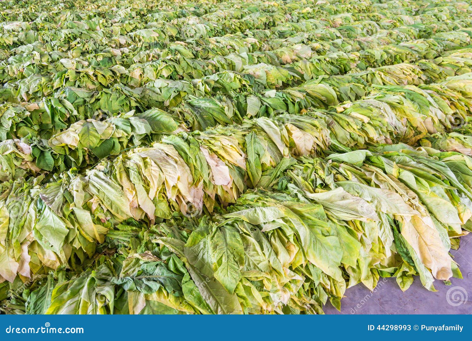 Raw Tobacco Leaf from Garden Stock Image - Image of leaf, industry ...