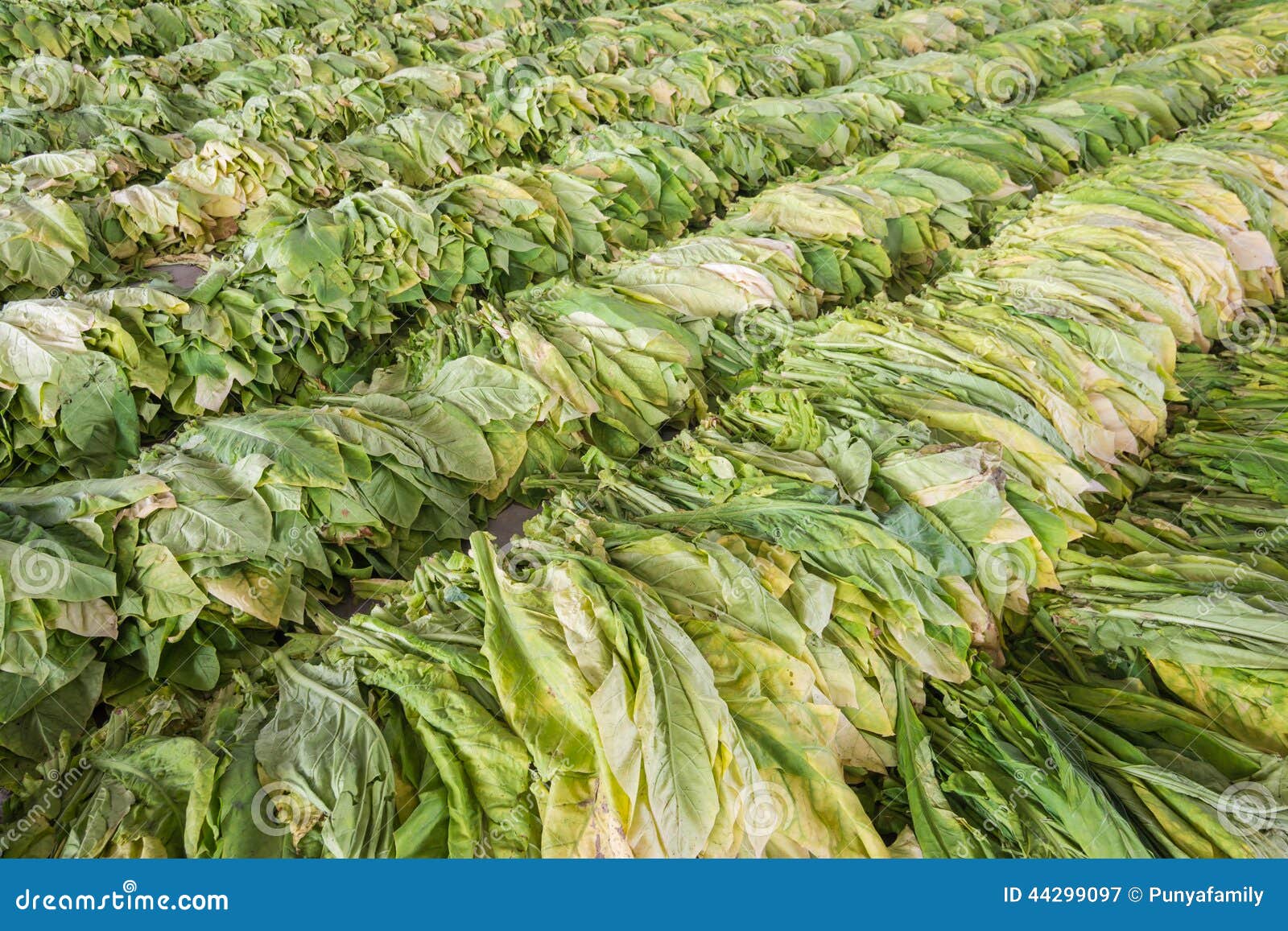 Raw Tobacco Leaf from Garden Stock Image - Image of natural, cigar ...