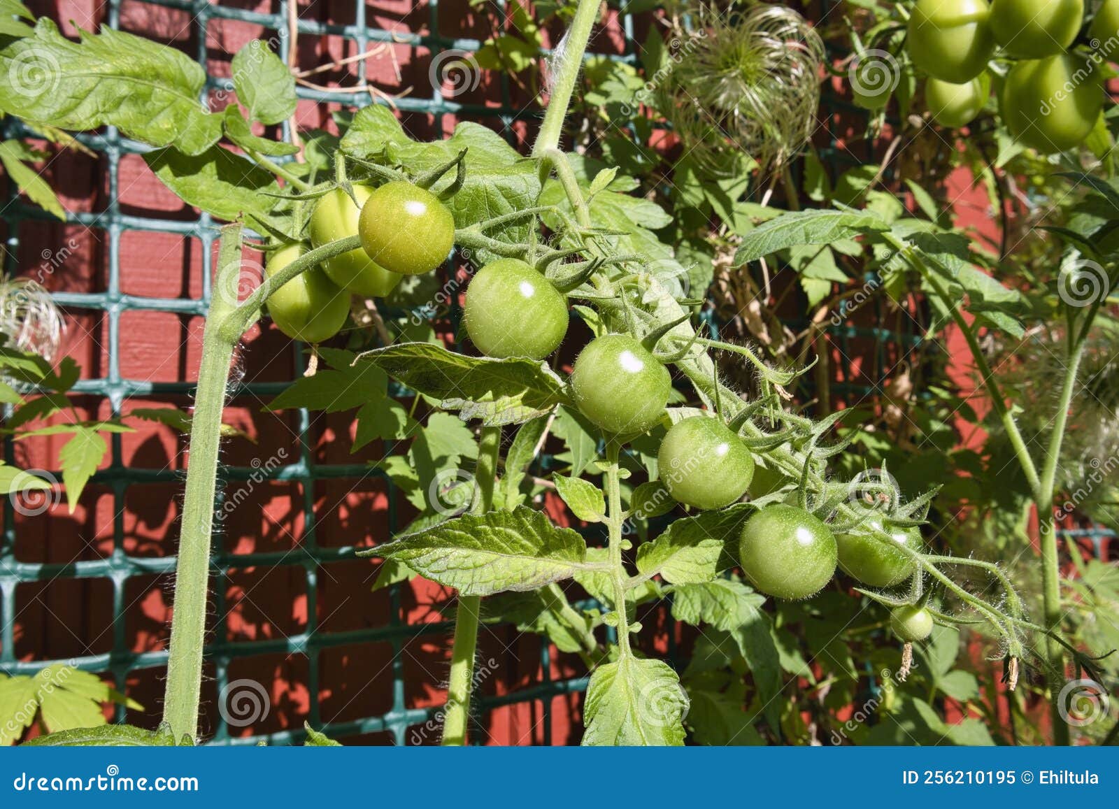 Raw Tomatoes on a Branch Outdoors Stock Image - Image of outdoor ...