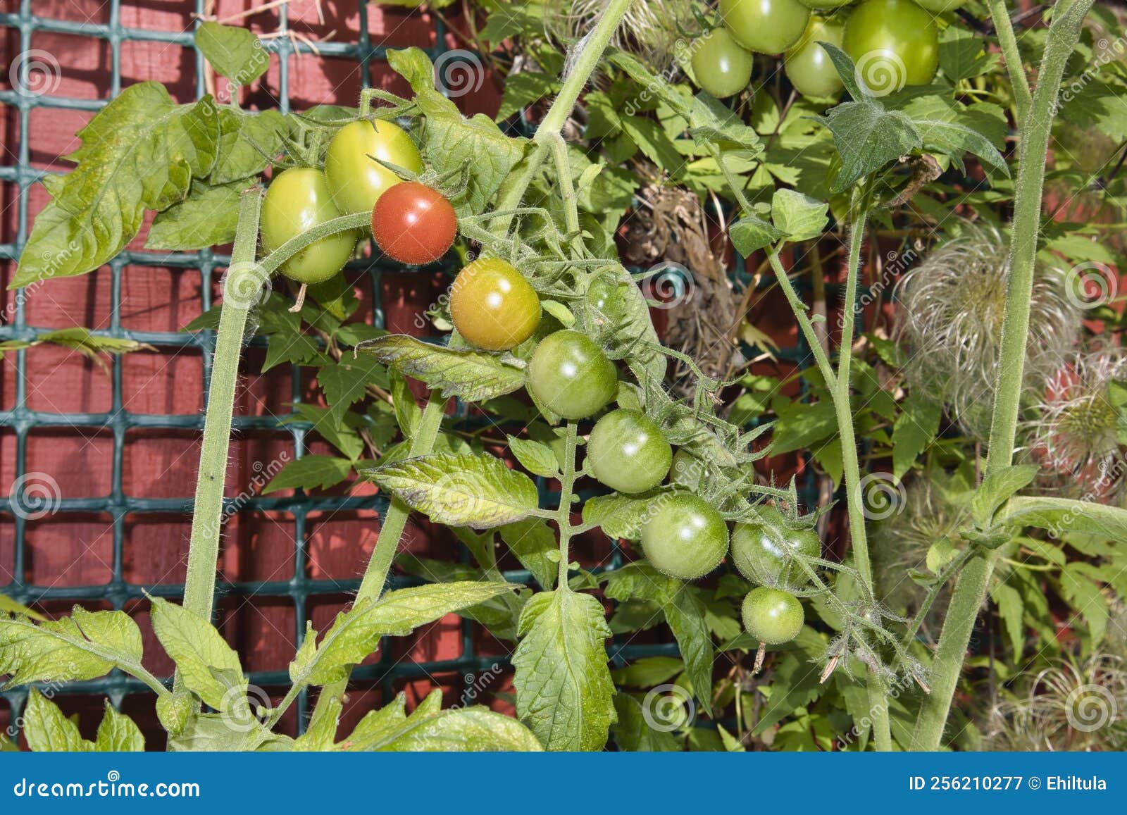 Raw Tomatoes on a Branch Outdoors Stock Image - Image of healthy ...