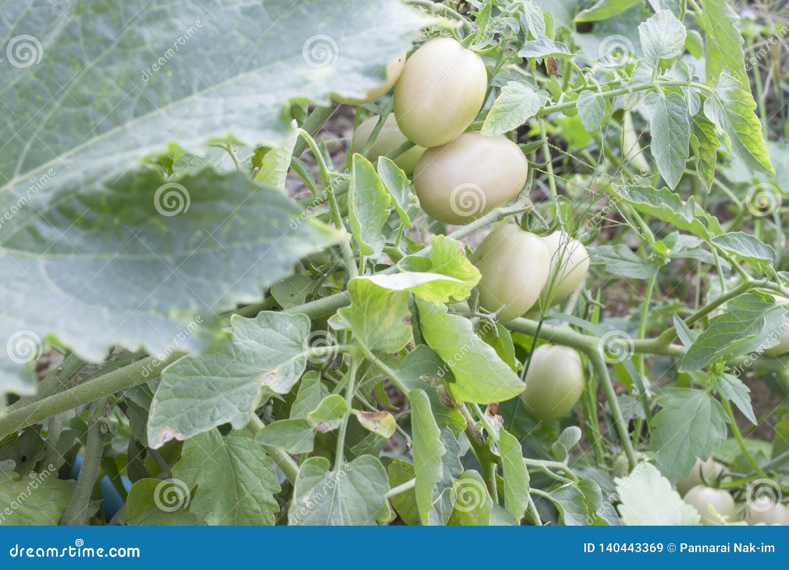 Raw Tomatoes Tree on Nature Background. Stock Image - Image of grow ...