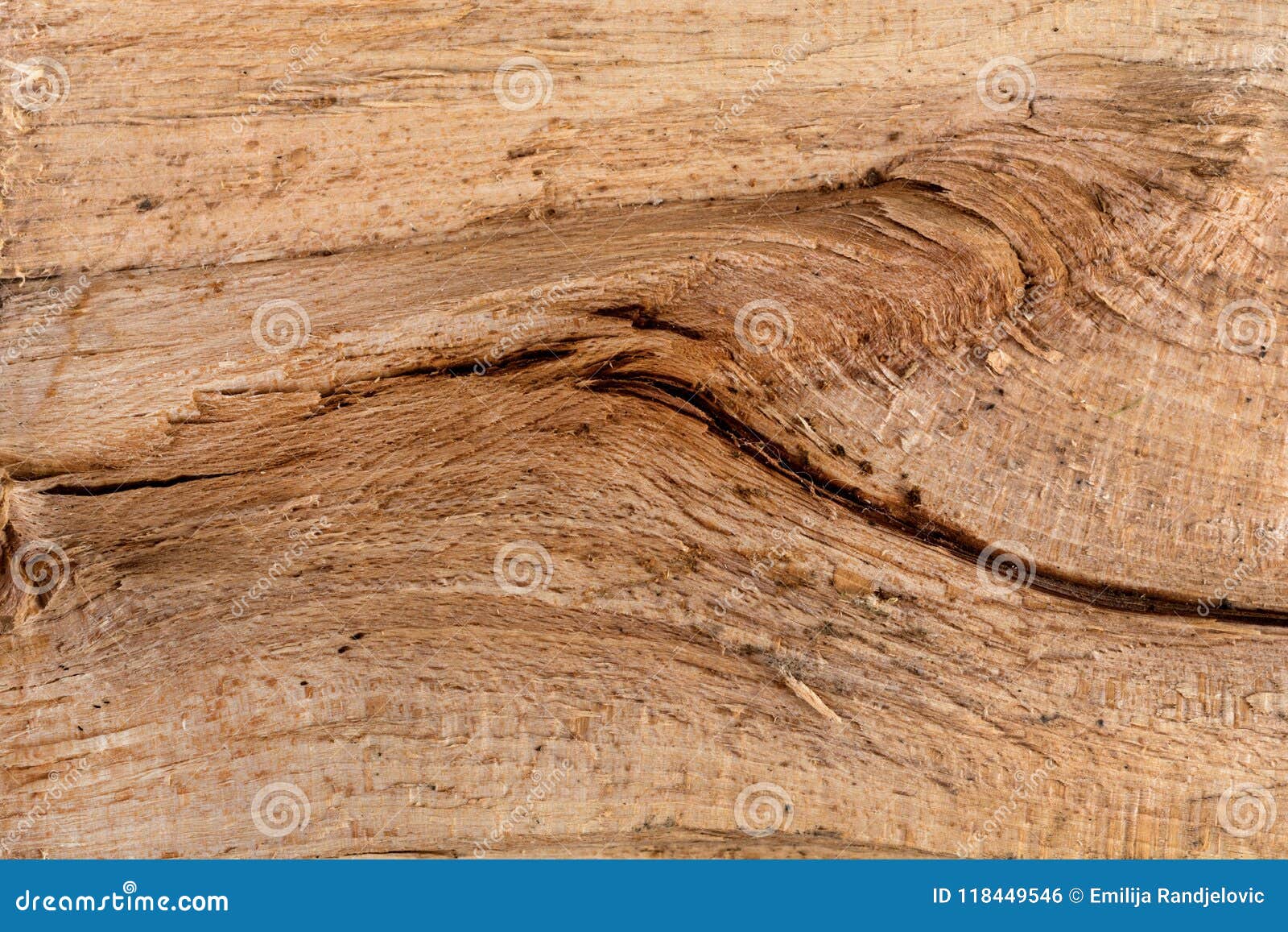 Raw Tree Texture with Crack. Natural Pattern Background Surface Concept ...