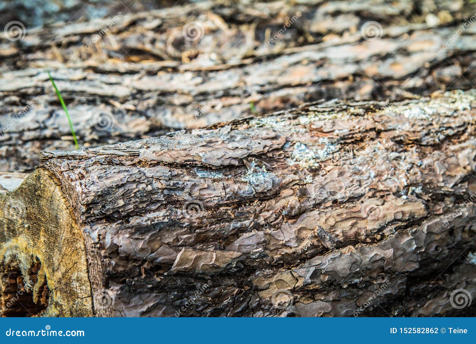Raw of tree trunks stock photo. Image of hardwood, firewood - 152582862