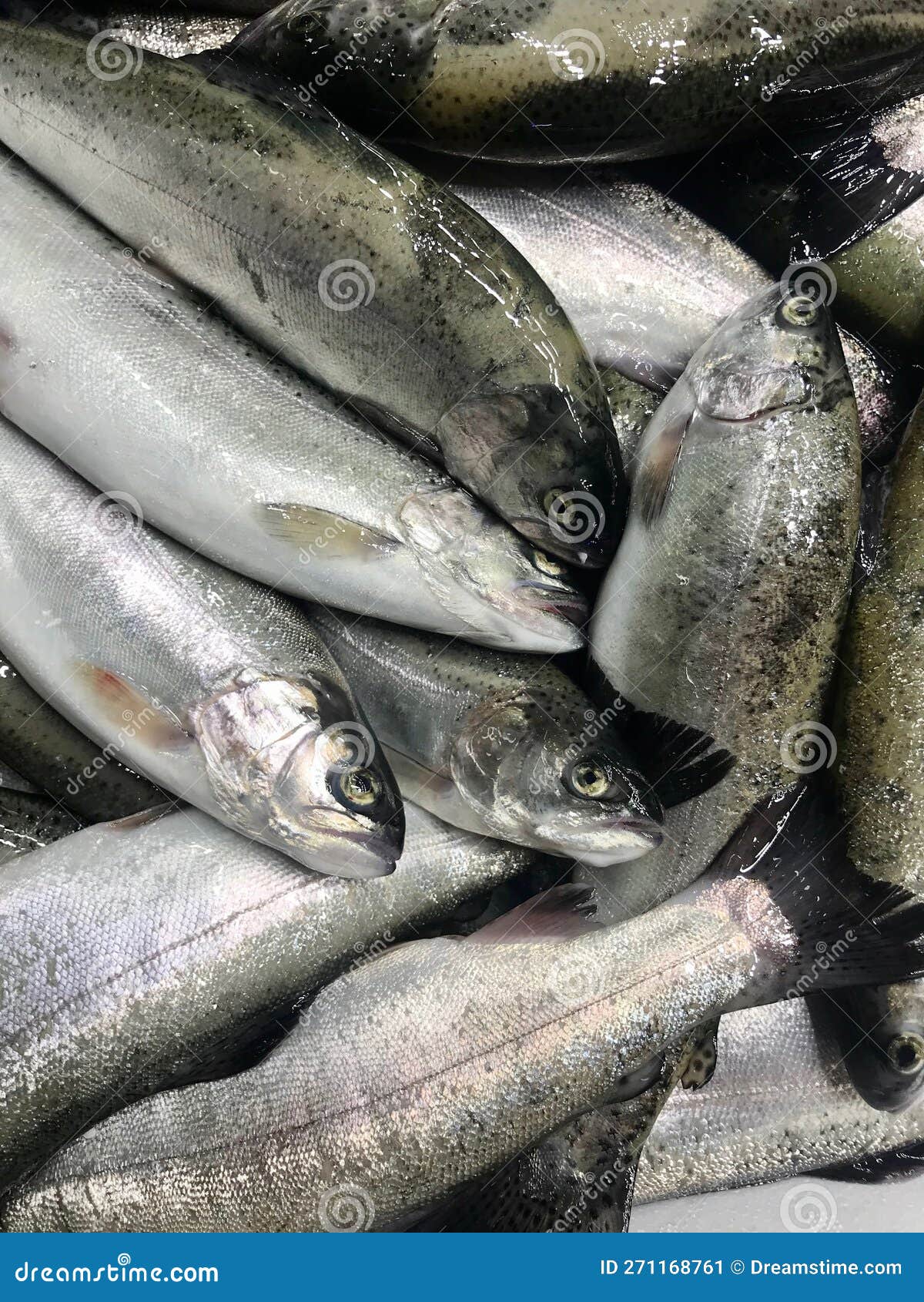 Raw trout fish stock image. Image of traditional, turkey - 271168761