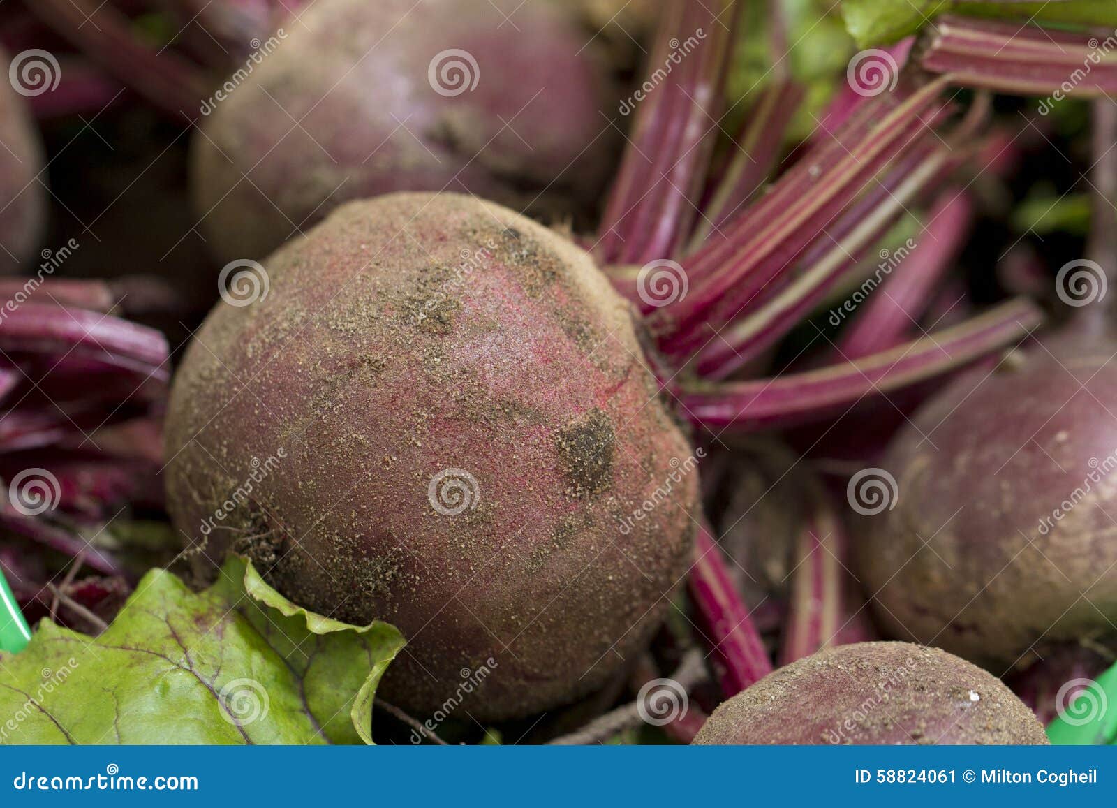 Raw, Unwashed Beetroot stock image. Image of fresh, dirty - 58824061