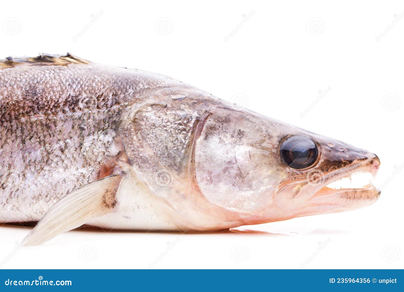 Raw Walleye Isolated from the Side on White Stock Photo - Image of live ...