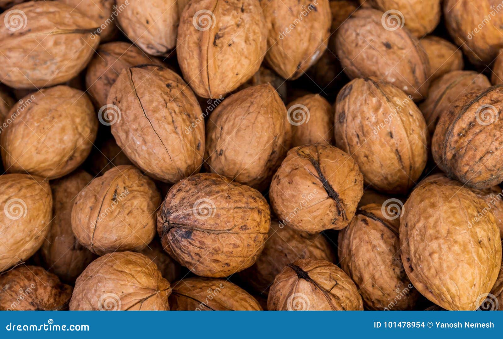 Raw walnuts in the dryer stock photo. Image of dried - 101478954