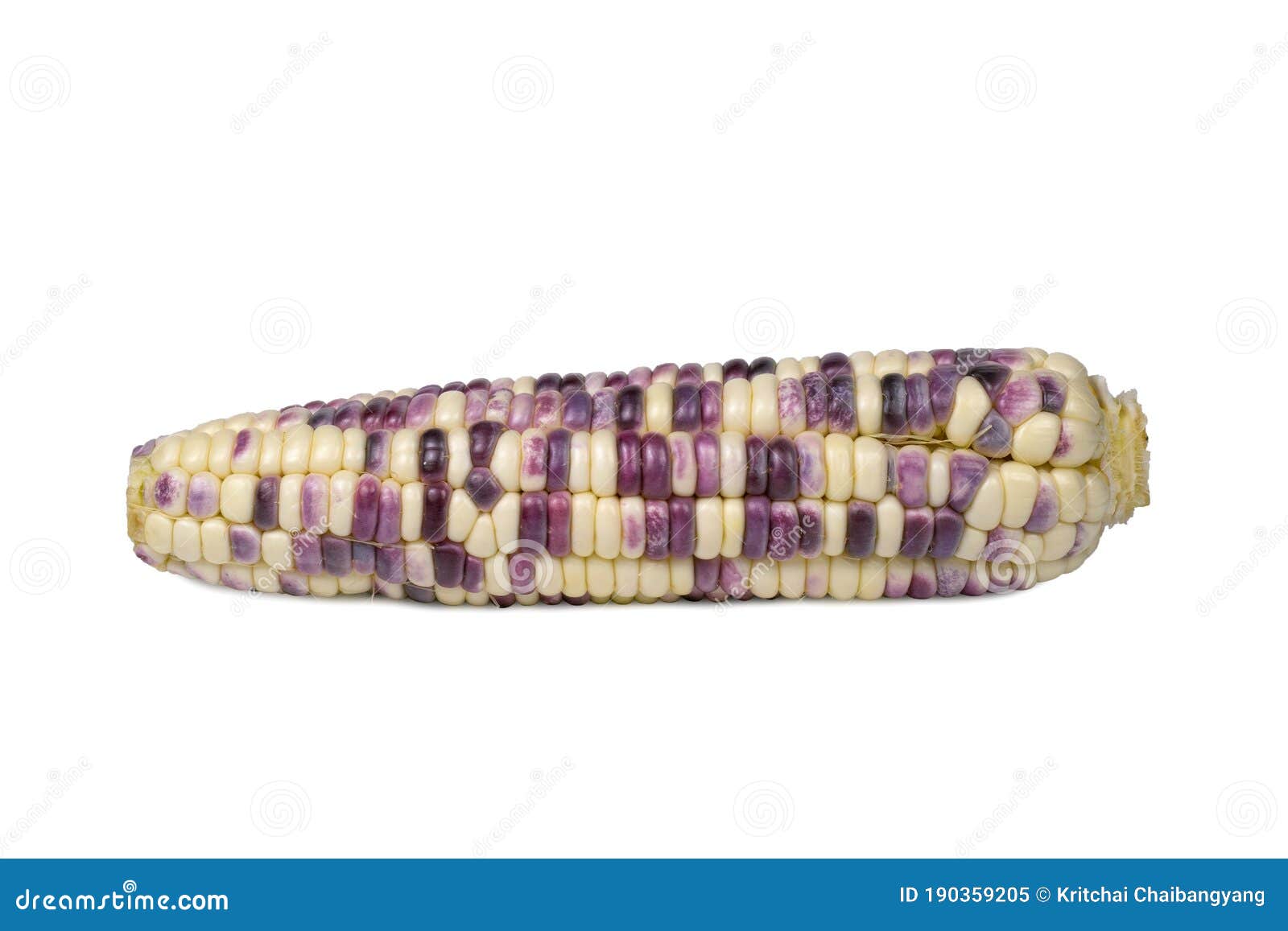 Raw Waxy Corn Isolated on White Background. Seeds Color Mixed between ...