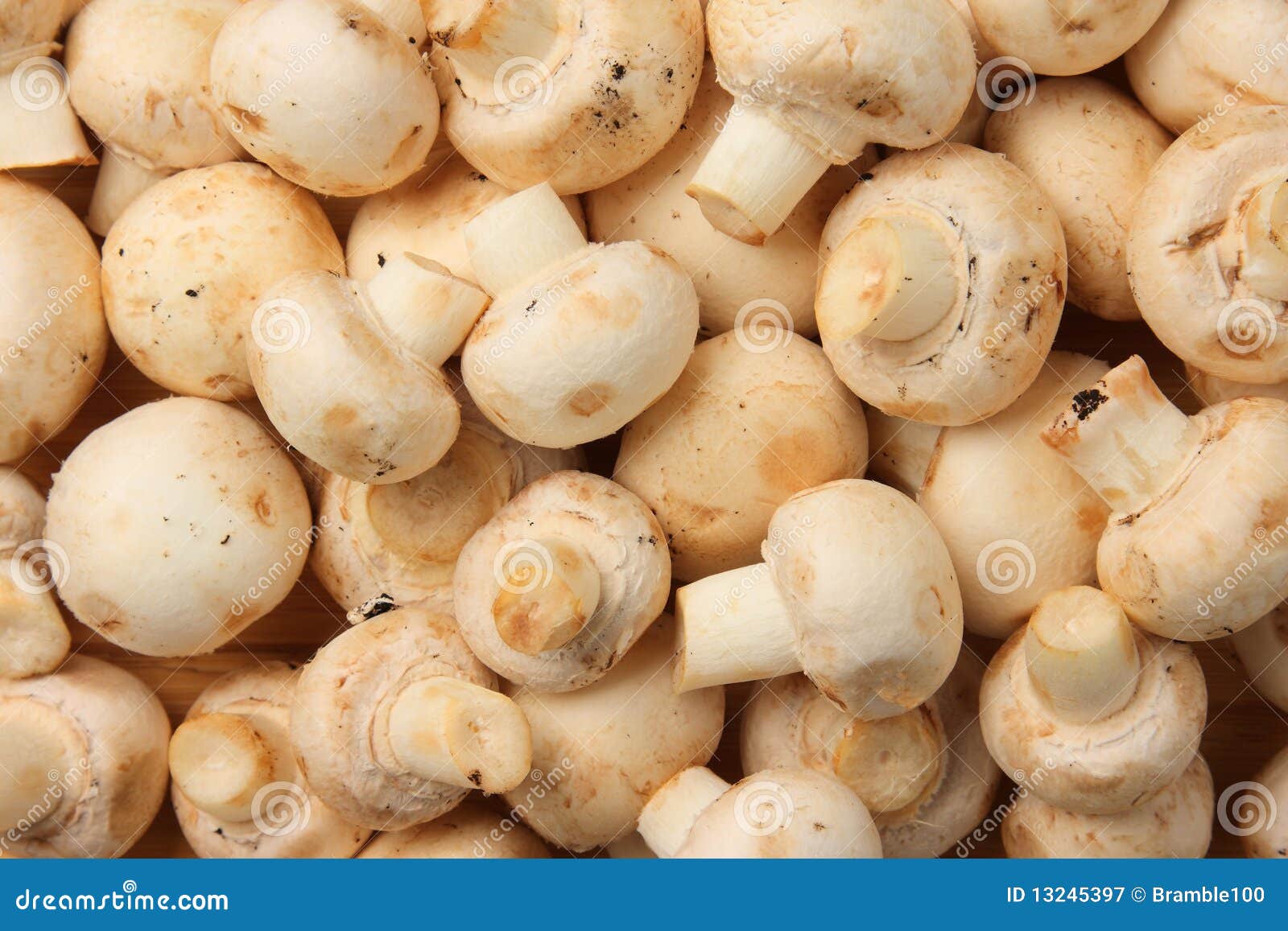 Agaricus Bisporus Mushrooms Stock Image | CartoonDealer.com #177767443