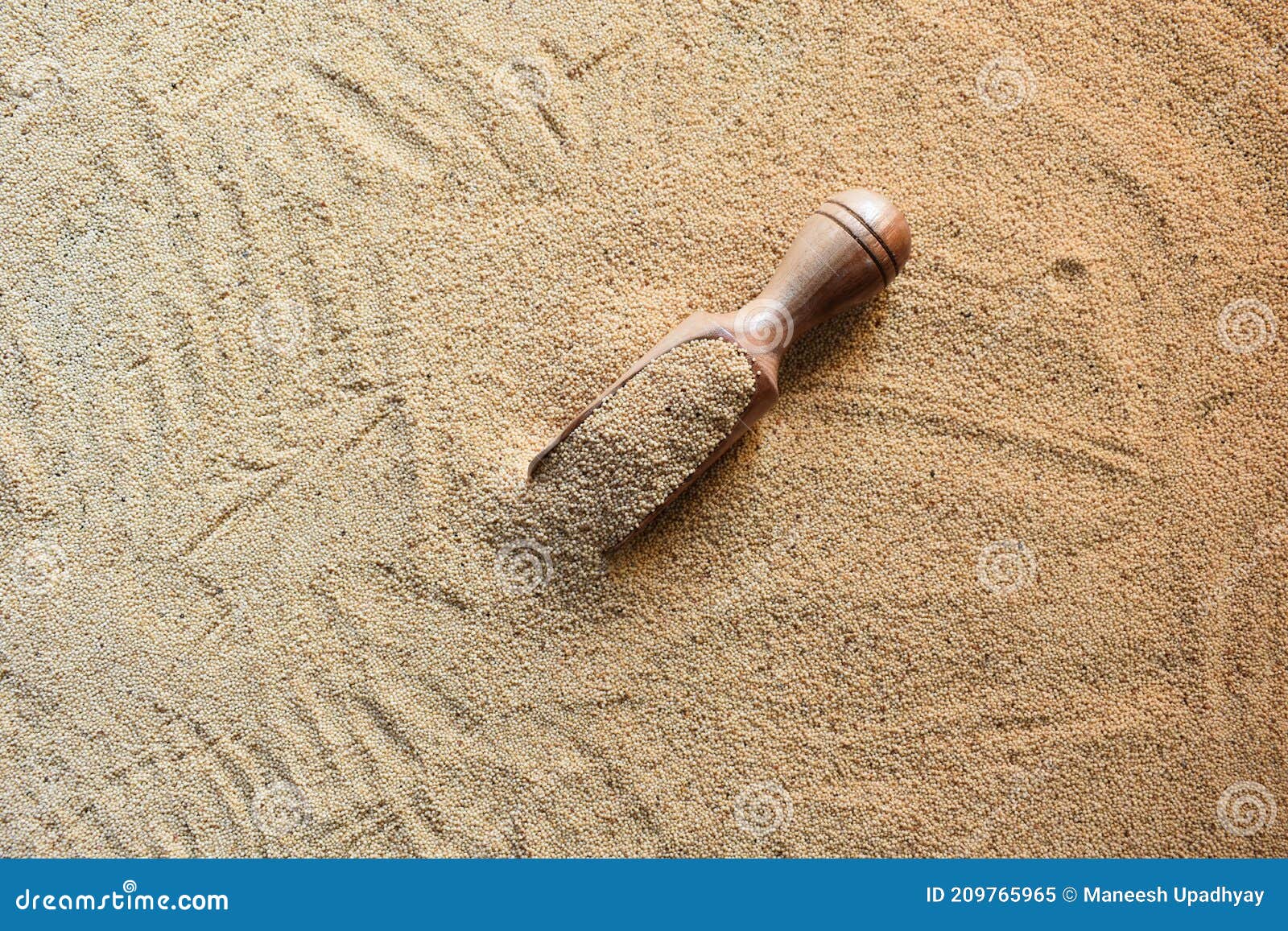 Dried Amaranth seed stock image. Image of agriculture - 209765965